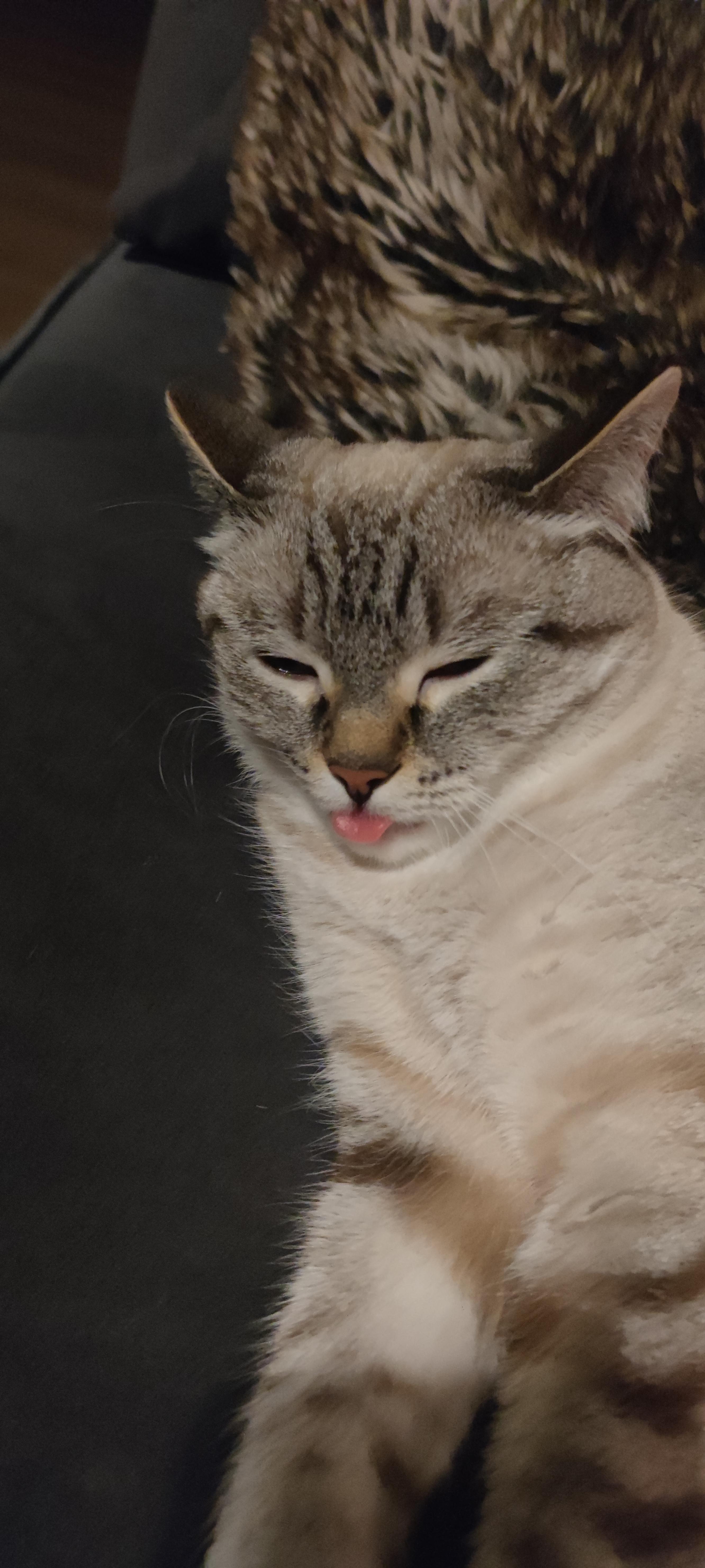 Sleepy Blep | Scrolller