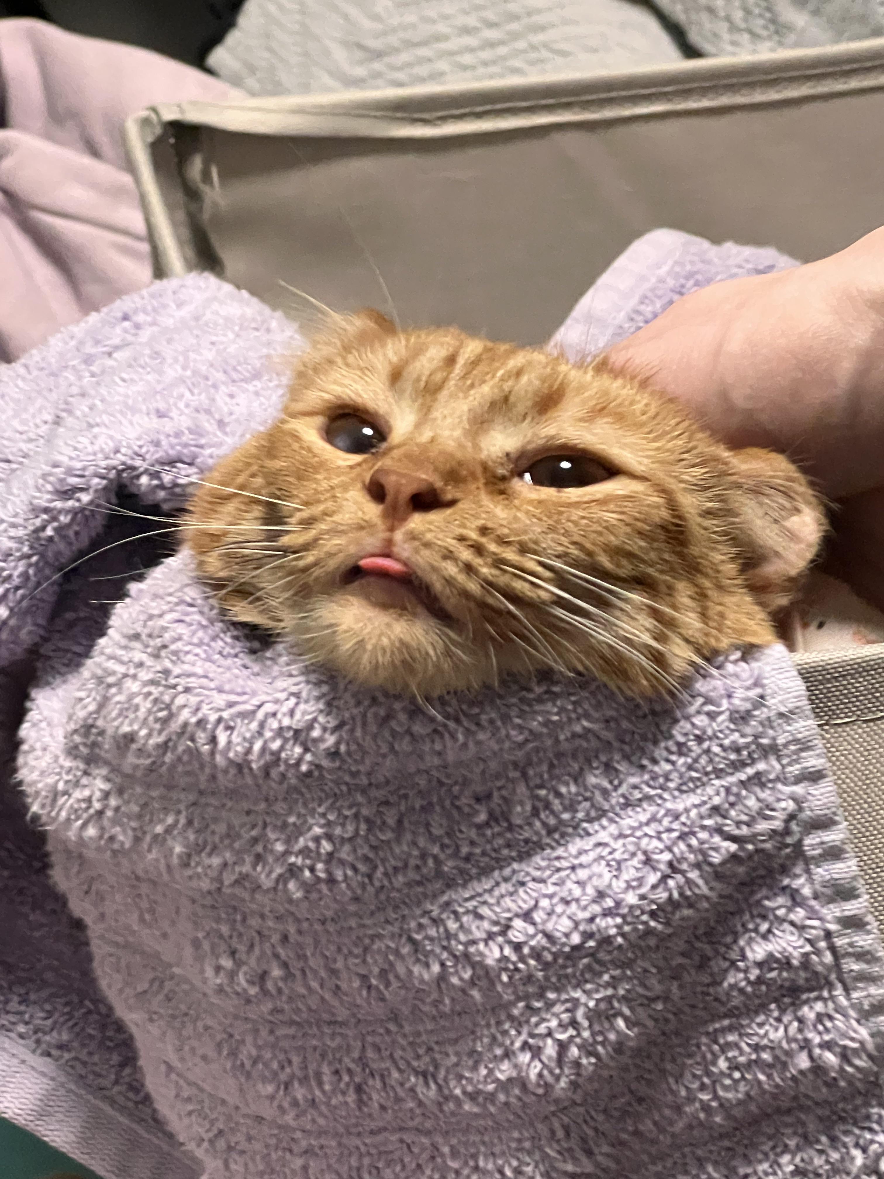 Maisy’s most famous blep. She bleps on command when she gets her neck scratched! | Scrolller