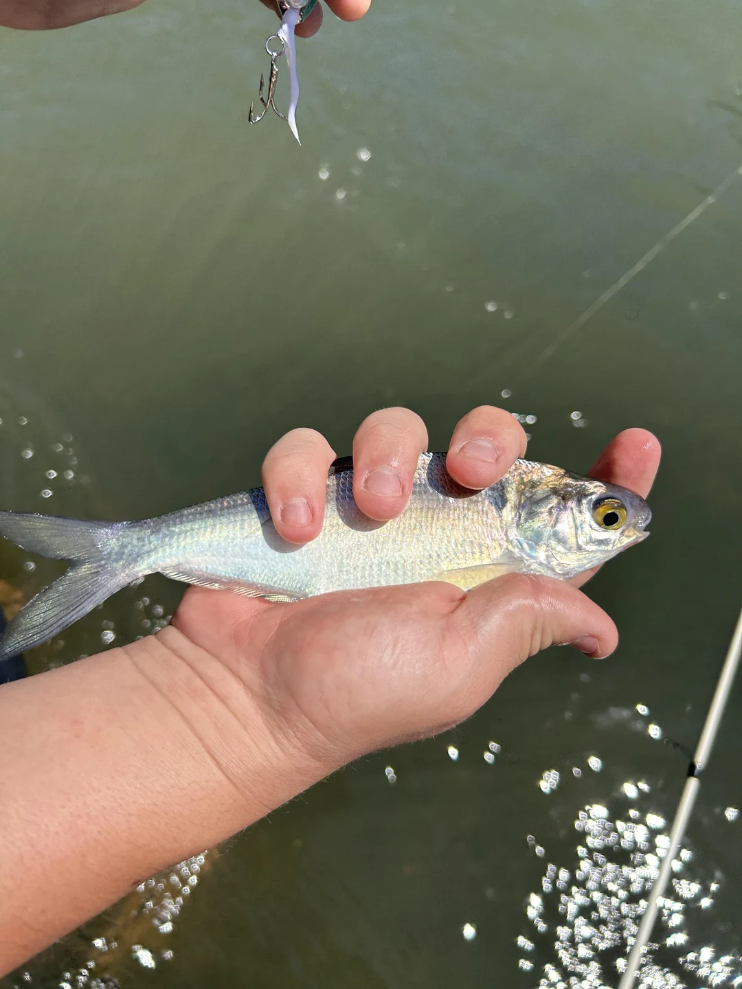 What kind of shad is this, caught in broken bow OK | Scrolller