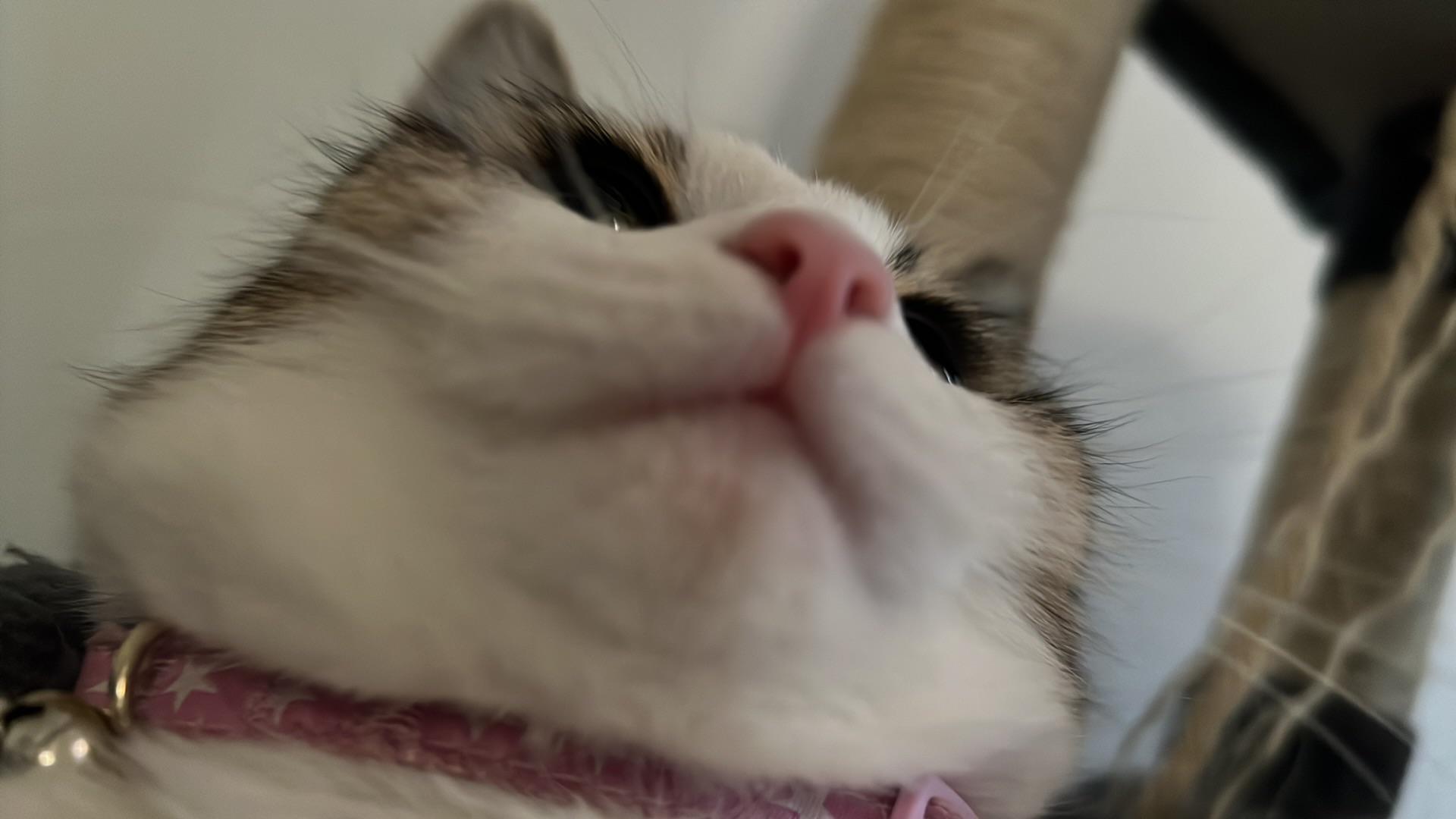 🌸snoot🌸 | Scrolller