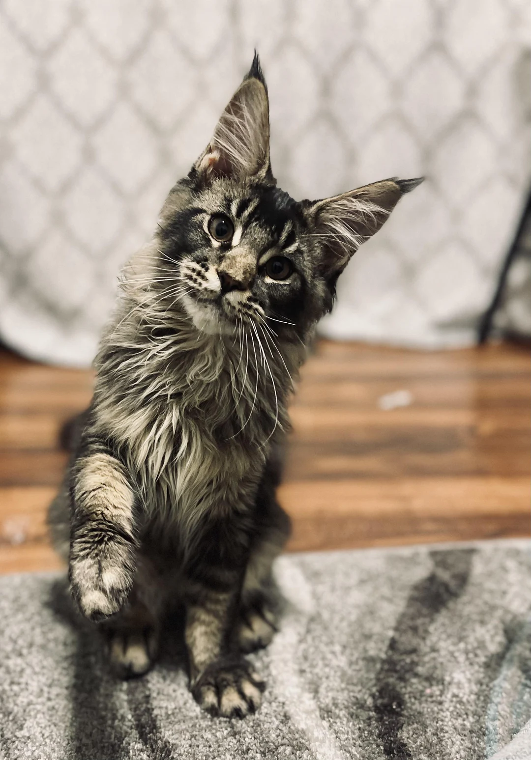 Just turned 5 months! | Scrolller