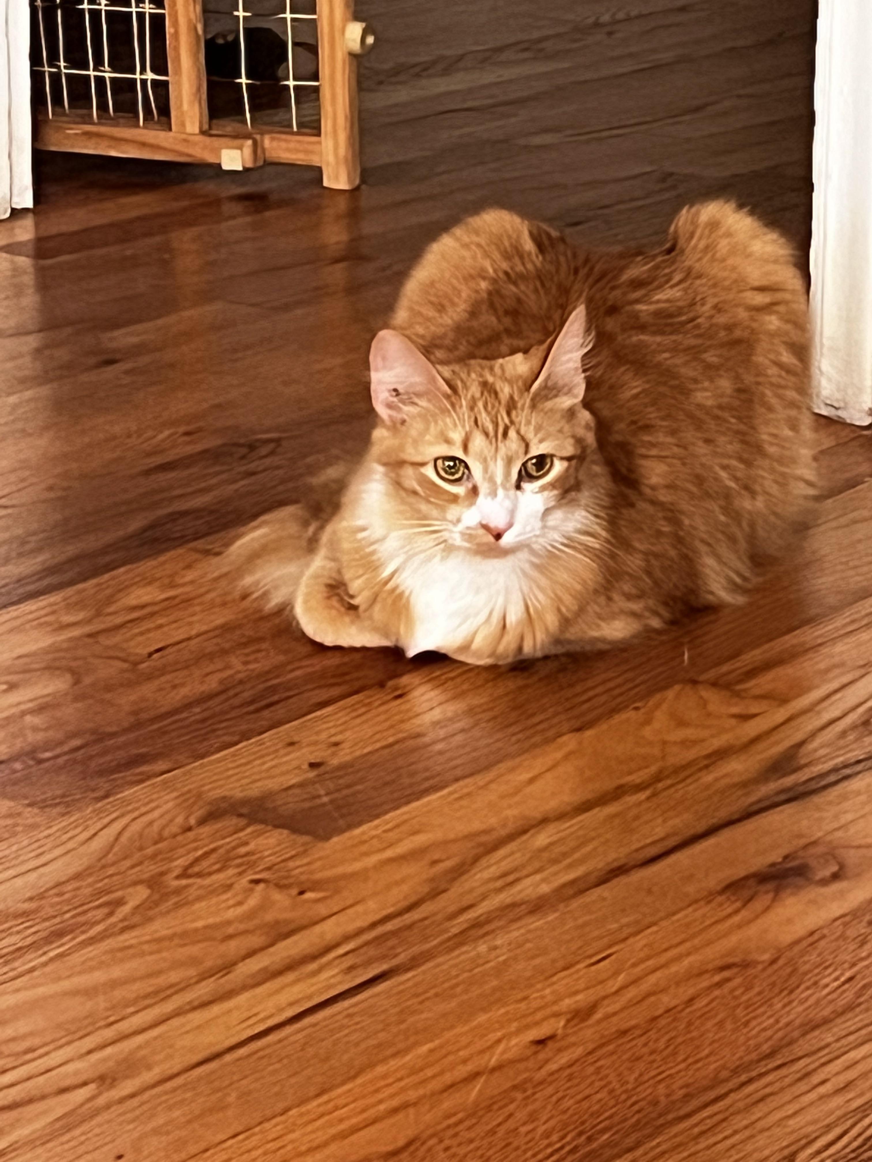 Regal cat loaf 👑🐈 | Scrolller