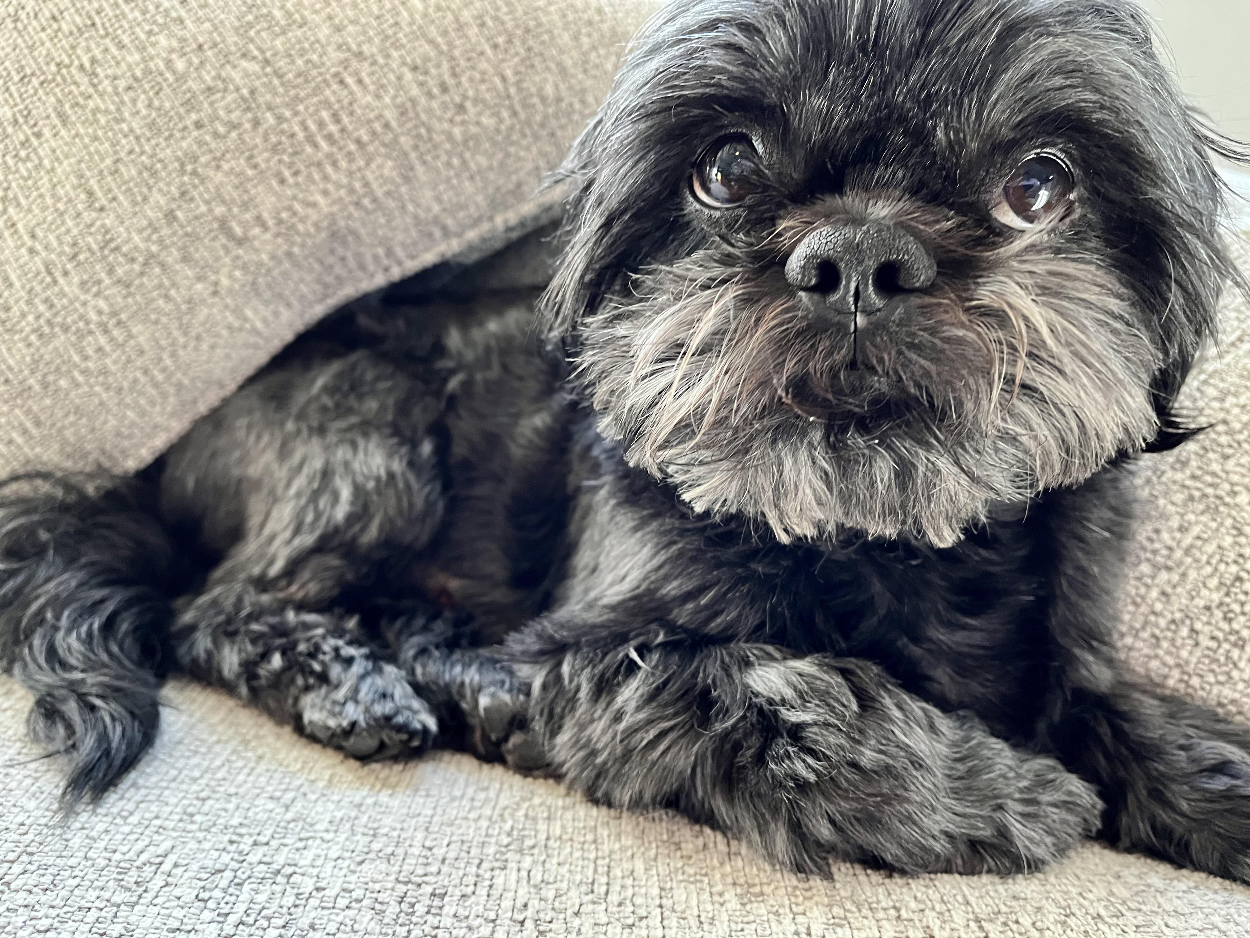 Cesar’s eyes are just too much | Scrolller