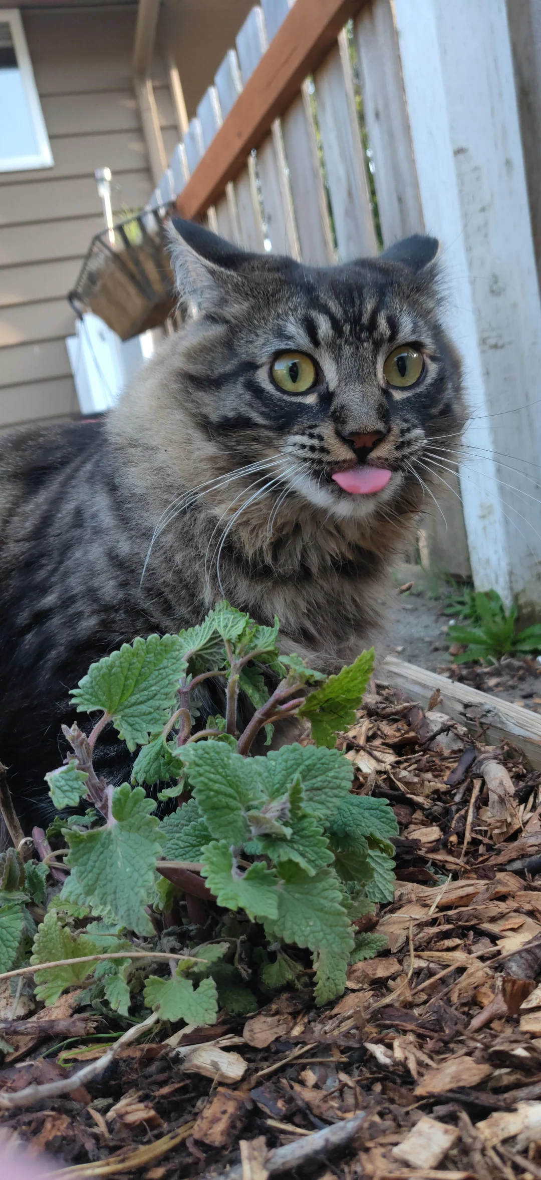 Catnip fiend | Scrolller