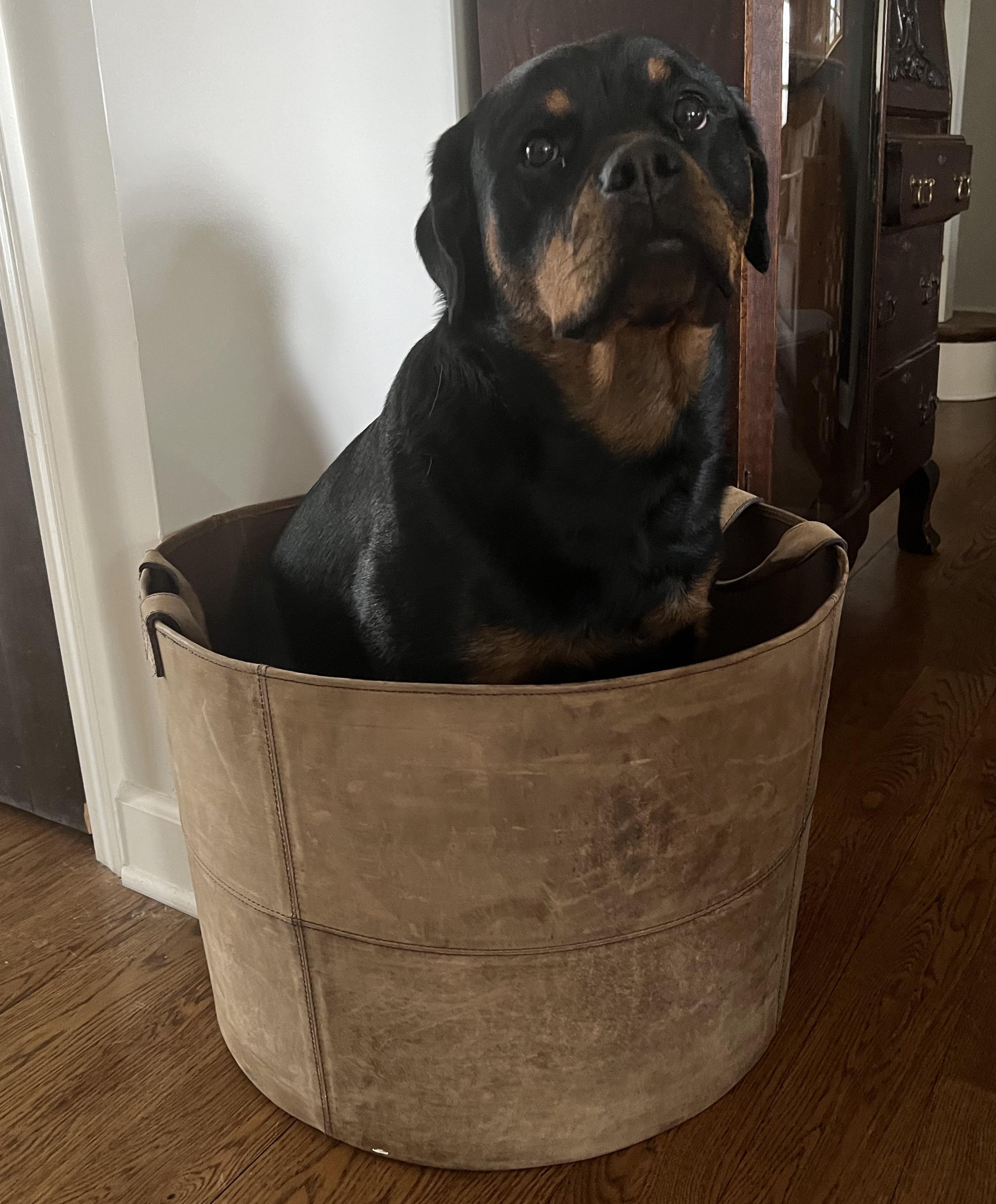 Riley in a basket | Scrolller