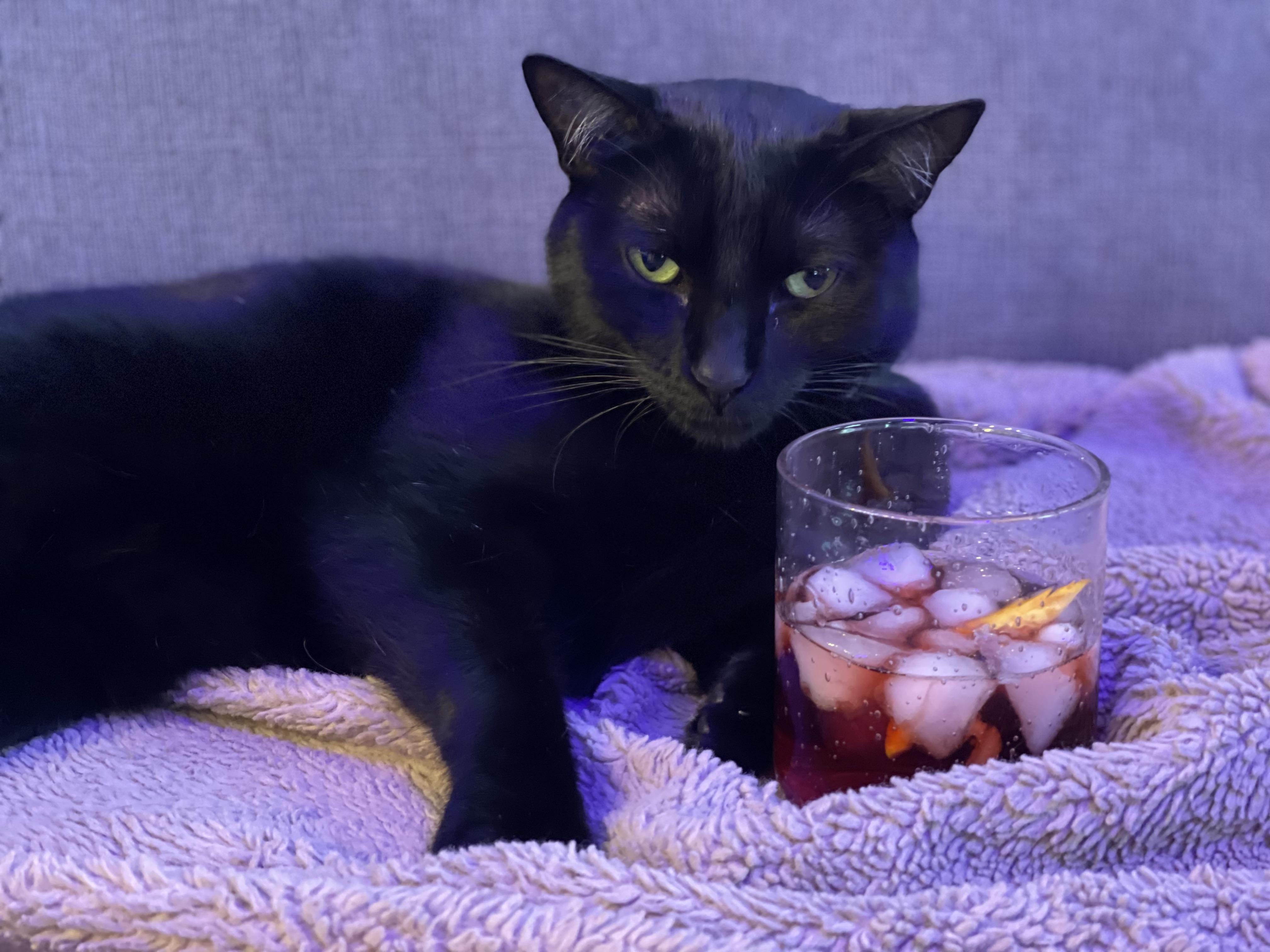 Negroni Boy | Scrolller