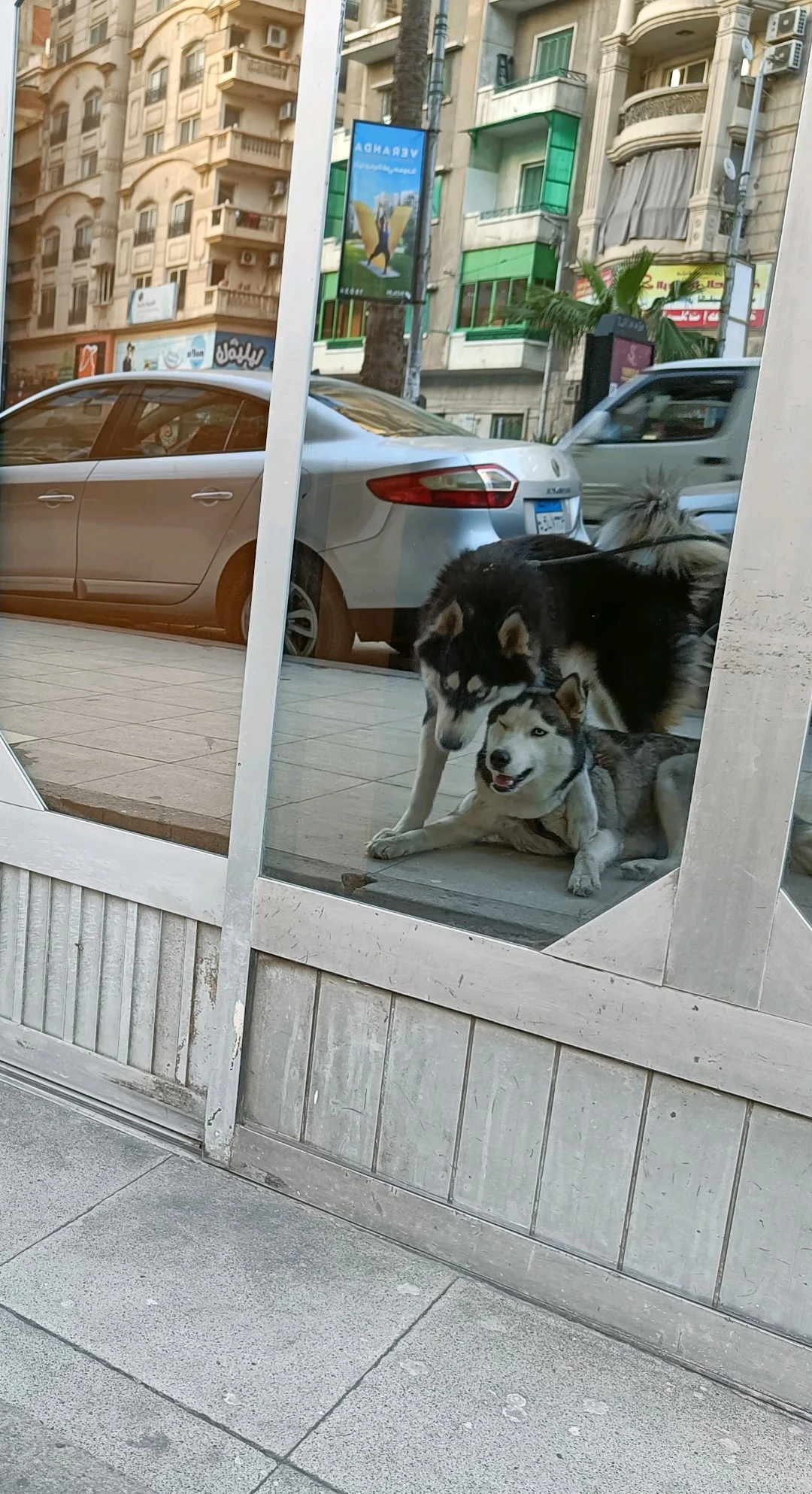 Discover more like AnimalsBeingDerps: Checking themselves out and Related Content | Scrolller