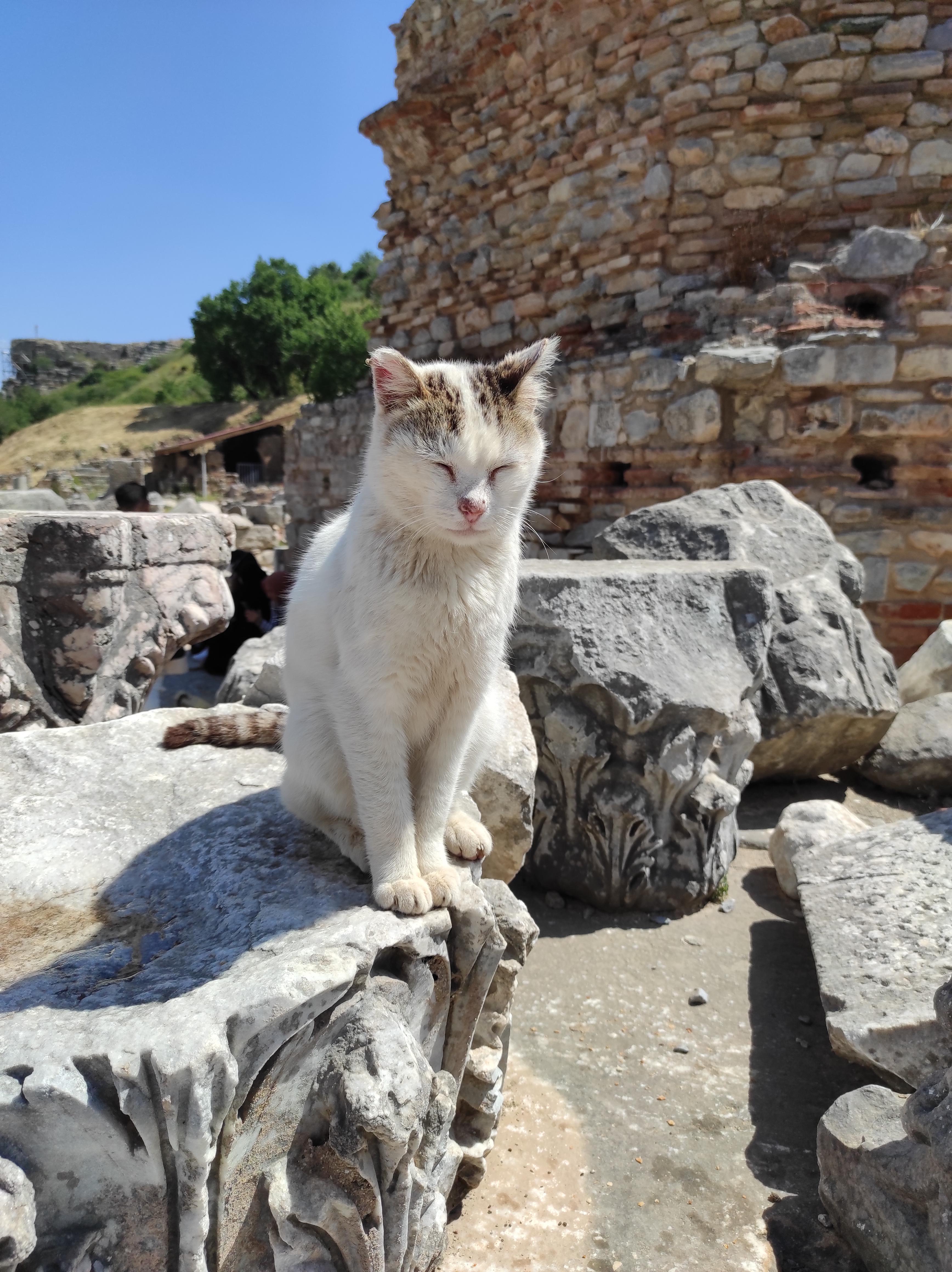 Ancient cat in ancient city (OC) | Scrolller
