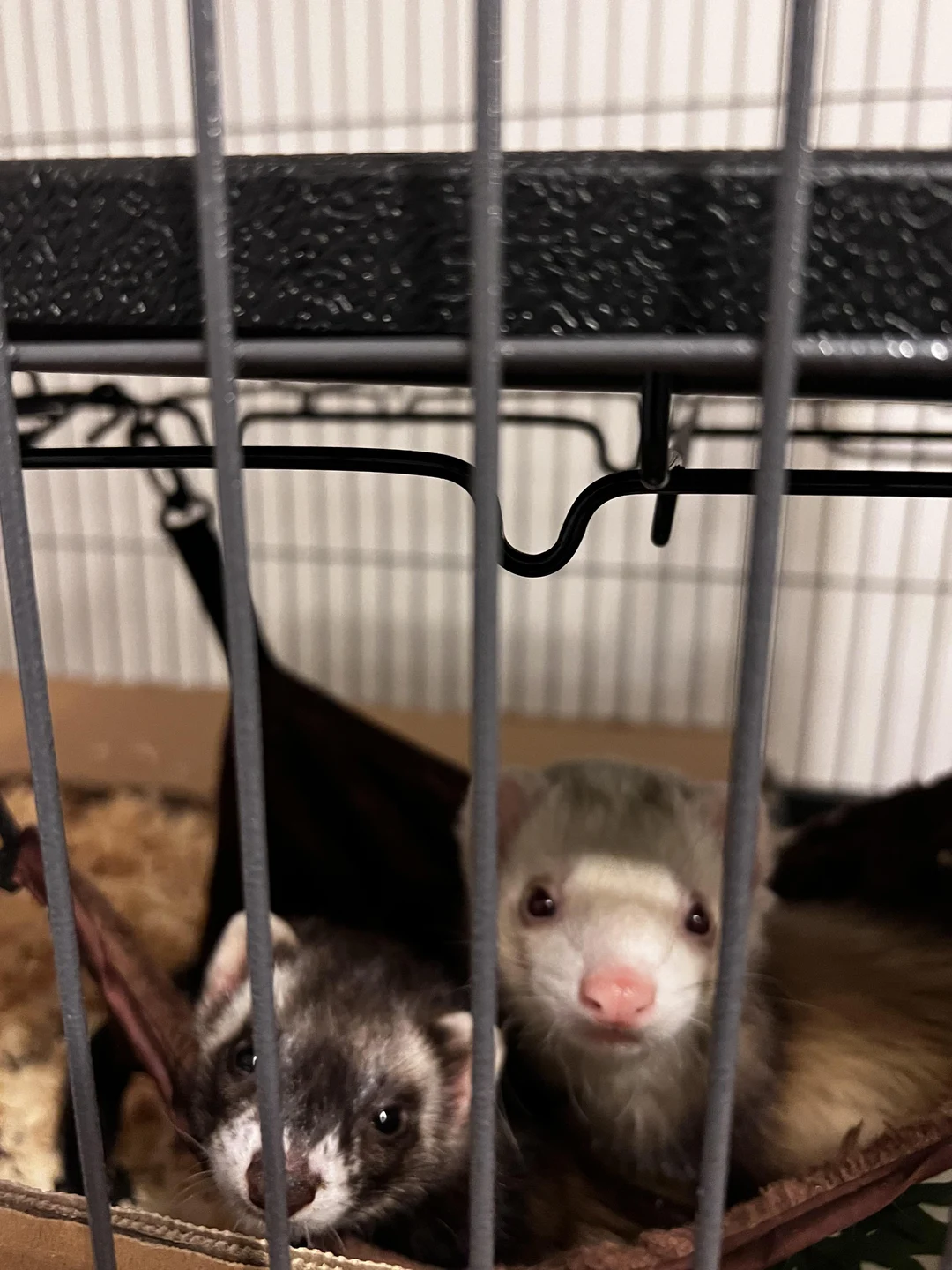 Masha and Pasha are inseparable | Scrolller