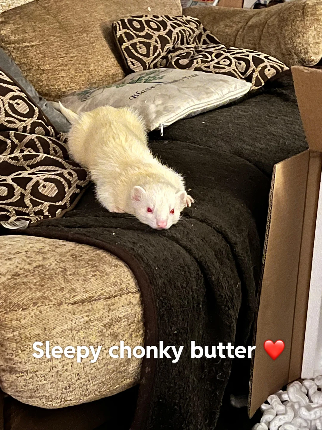 My albino chonk | Scrolller