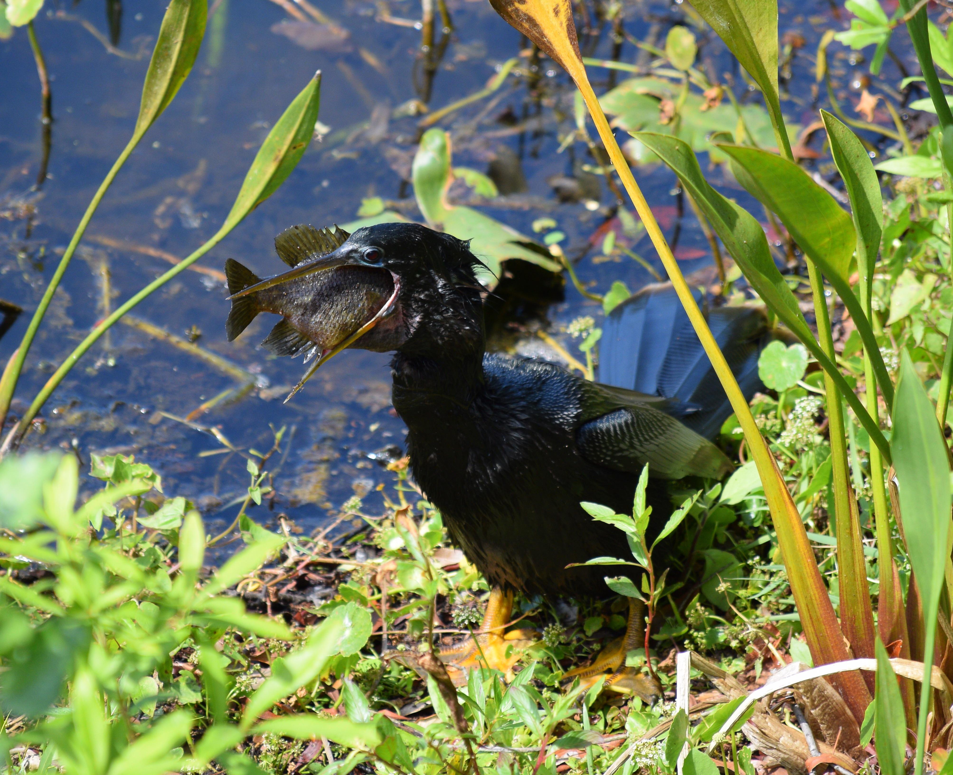 Anhinga? | Scrolller
