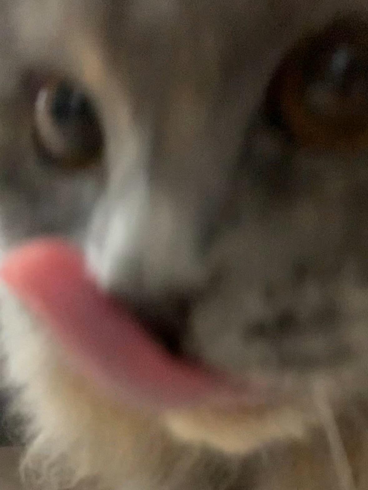 Long blep | Scrolller