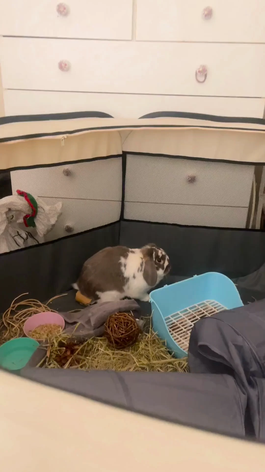 Our fluffy prince | Scrolller