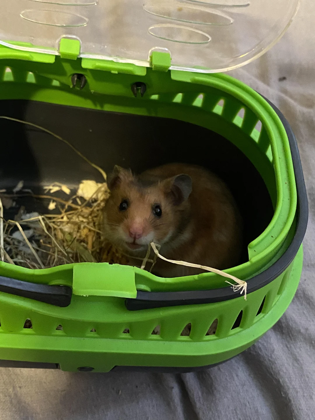 Meet Cooper! | Scrolller