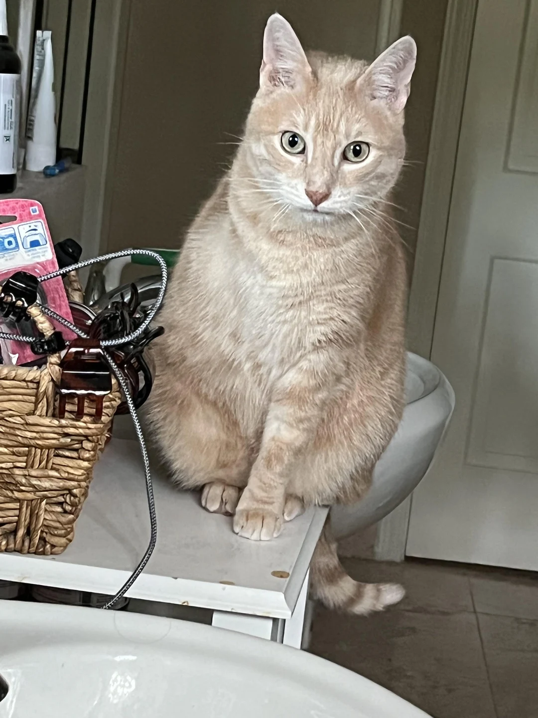 My girlfriend’s ginger tripod | Scrolller