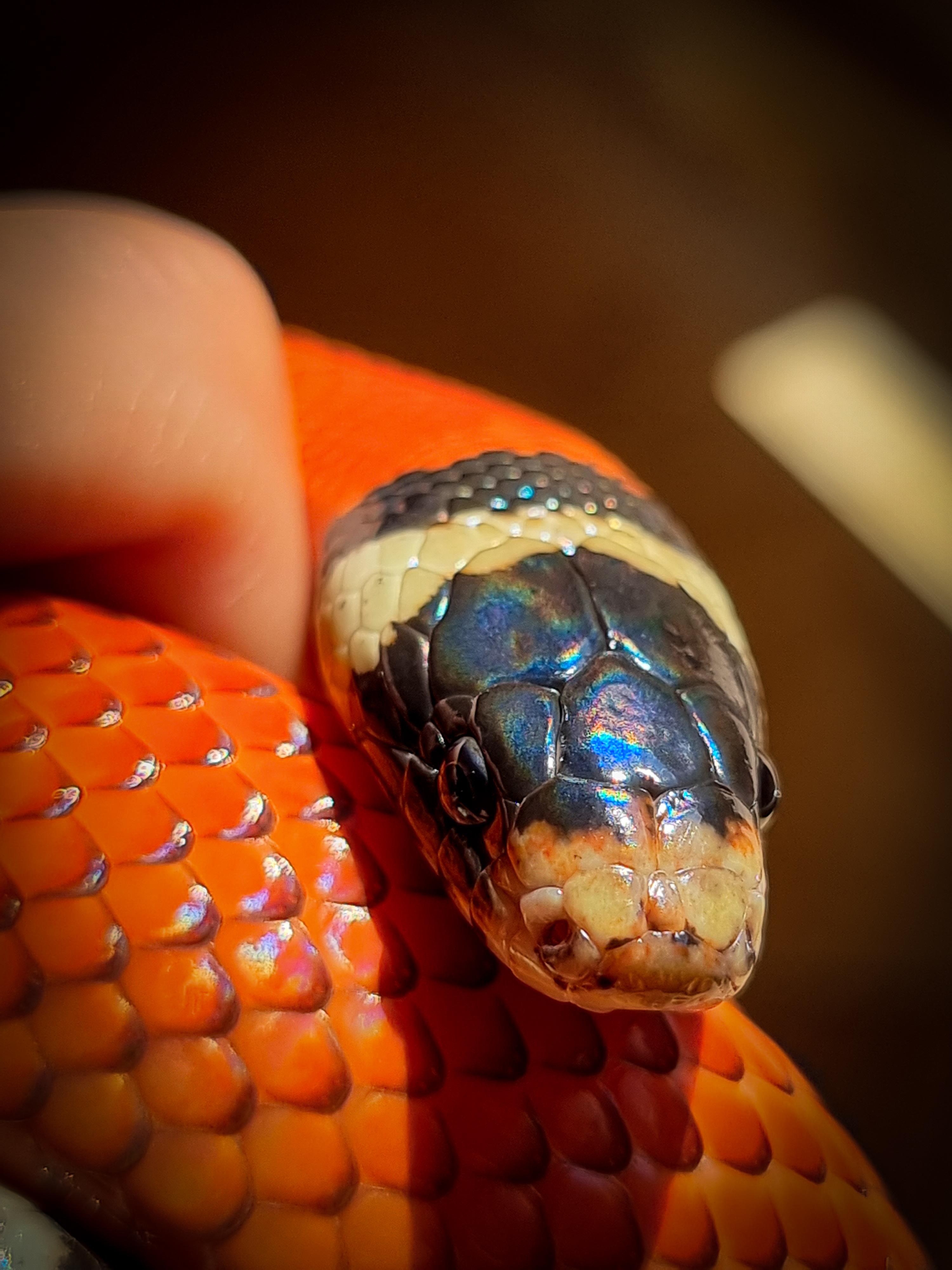 Milk snake in the sunlight | Scrolller