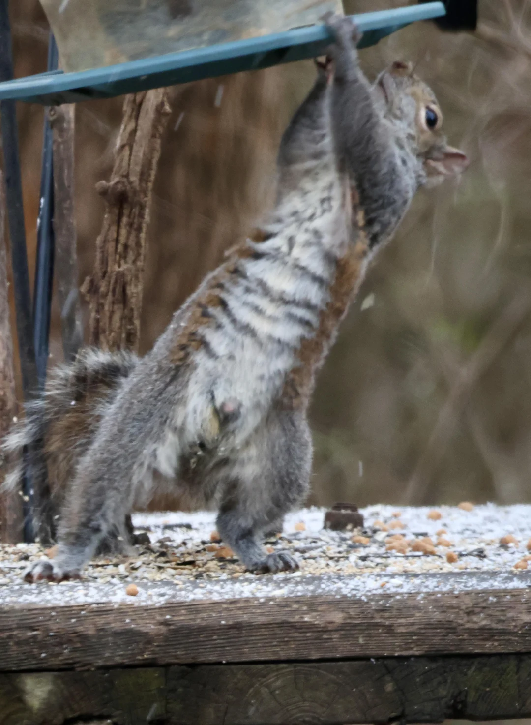 Discover more like Squirrels: Andy doing his Andy. and Related Content | Scrolller