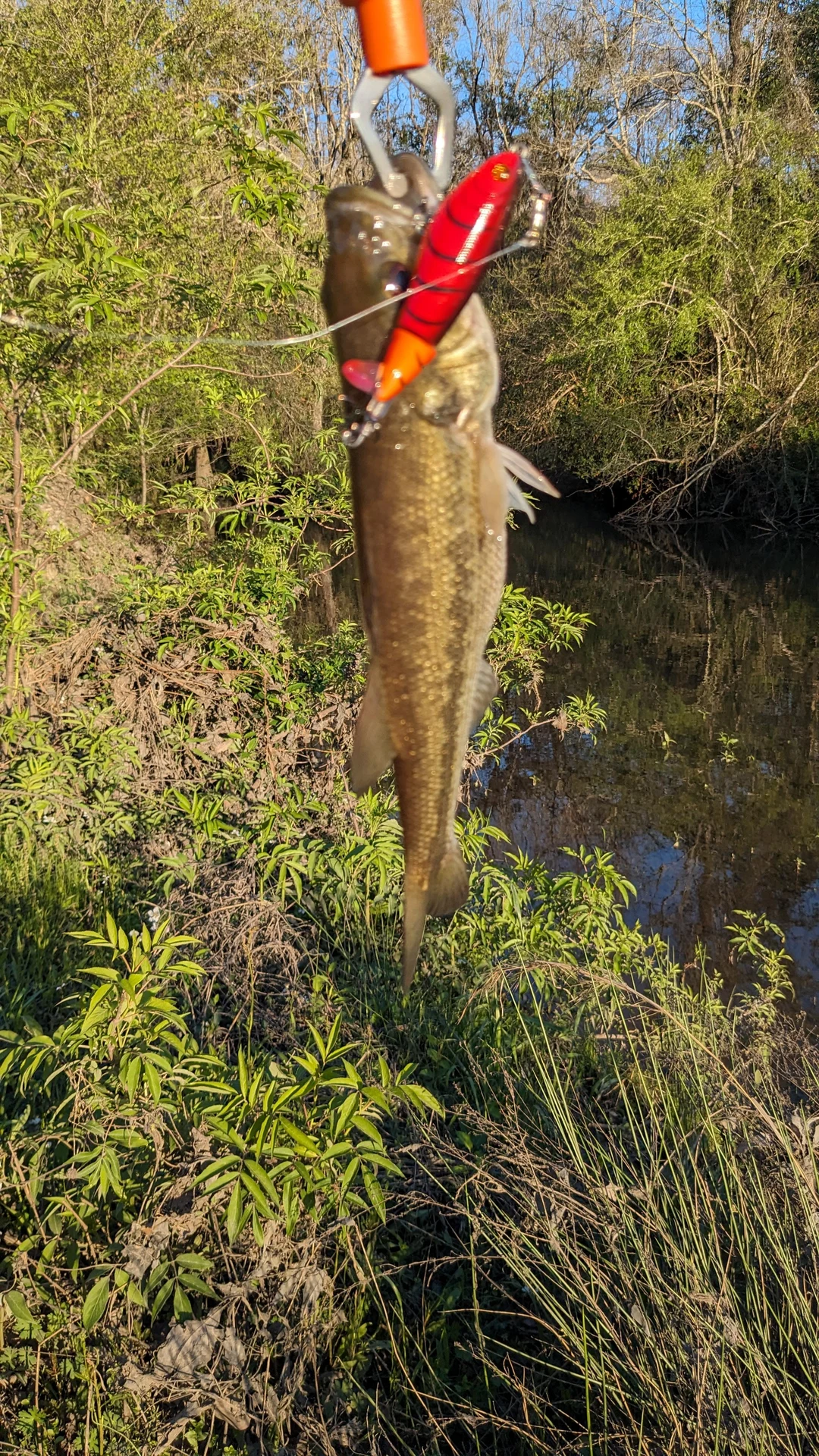 Topwater Tuesday | Scrolller