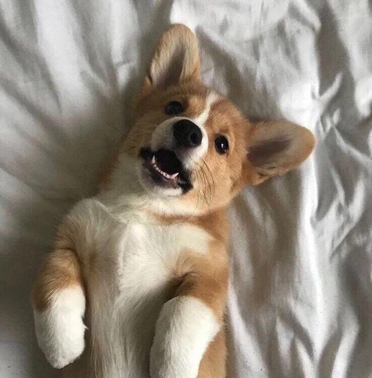 This Cute Pembroke Welsh Corgi 🐶 | Scrolller