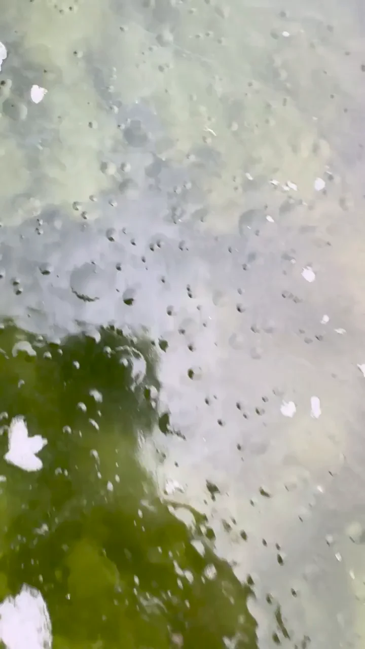 Can anyone ID this fish? | Scrolller