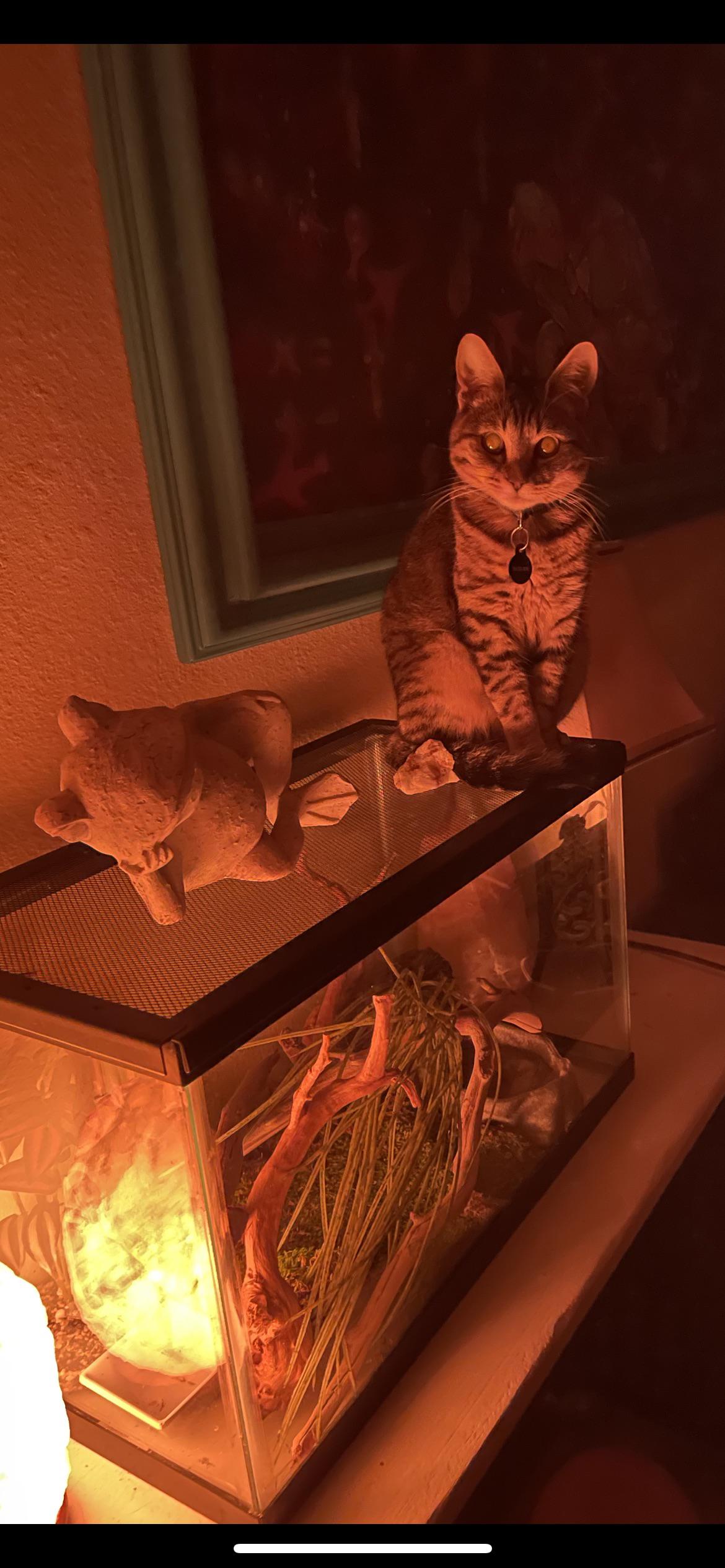 Guarding of the tree frog. | Scrolller