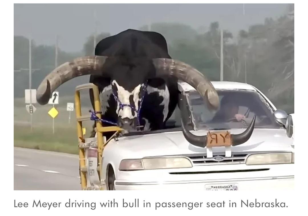 Bull rides in the passenger seat | Scrolller