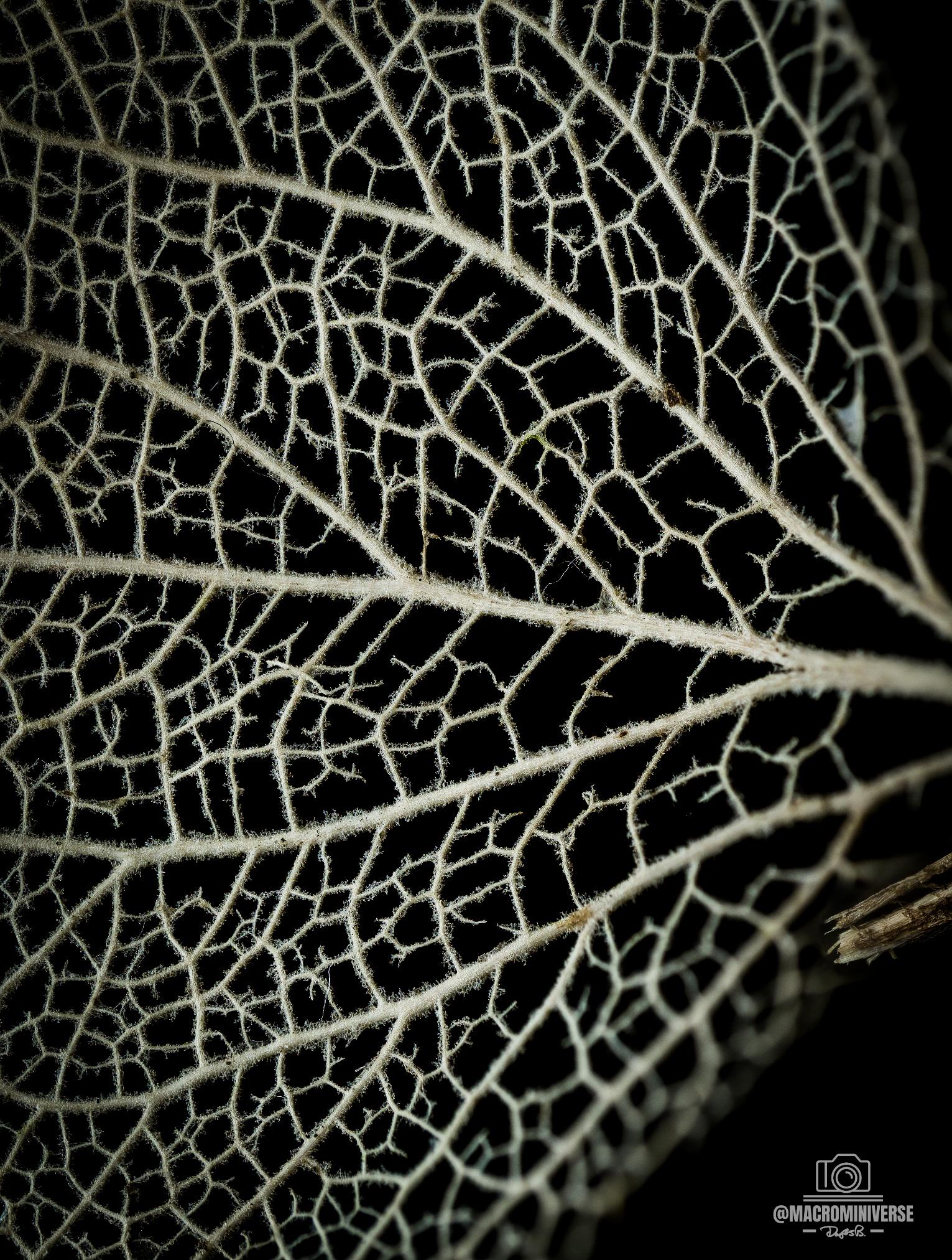Skeletonised Honeysuckle Leaf [OC] | Scrolller