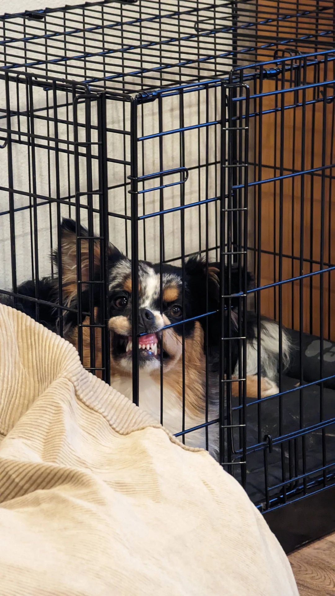She knows demand barking won't get her out of the crate, so this is her solution. | Scrolller
