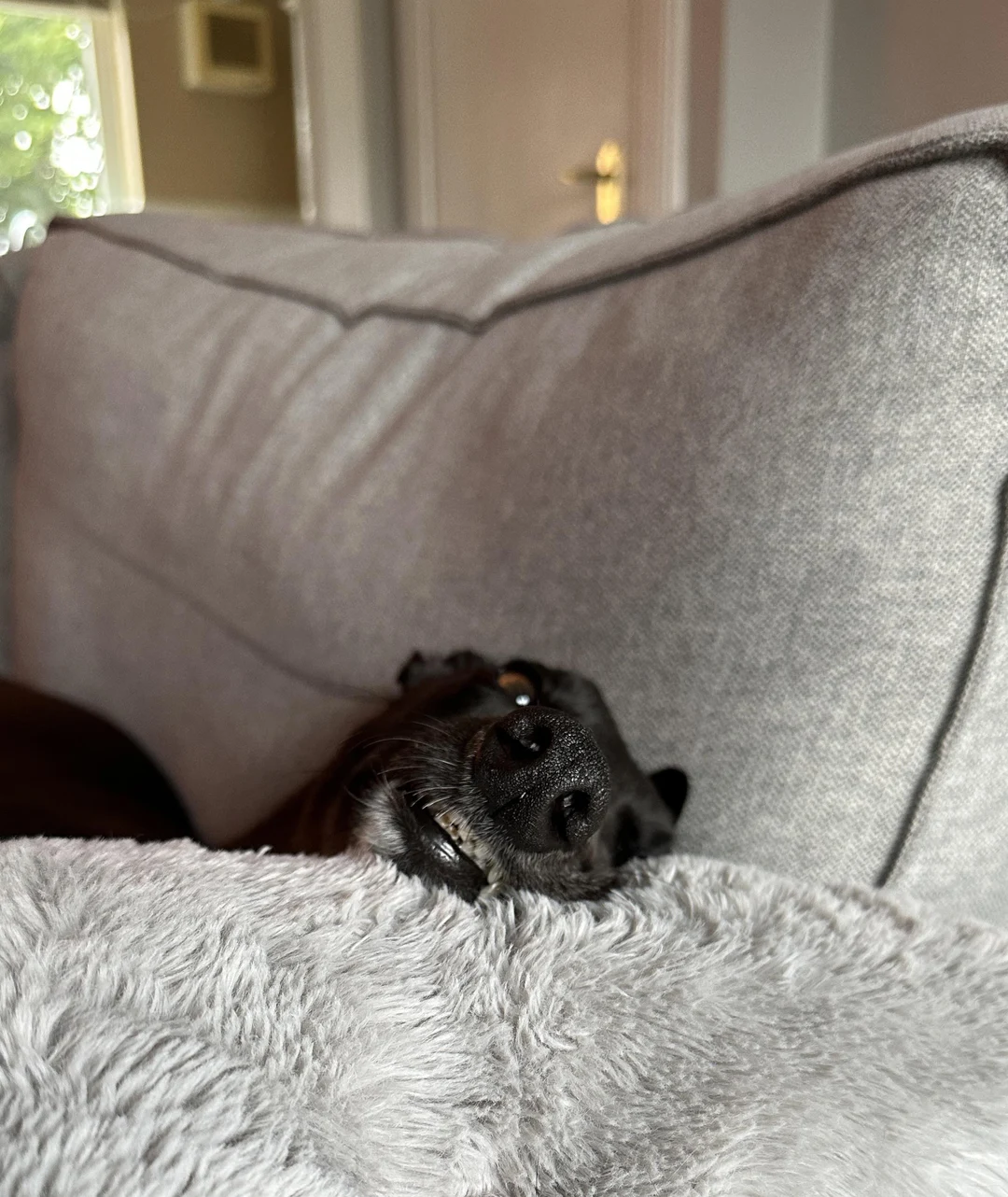 She’s beauty… she’s toothy | Scrolller