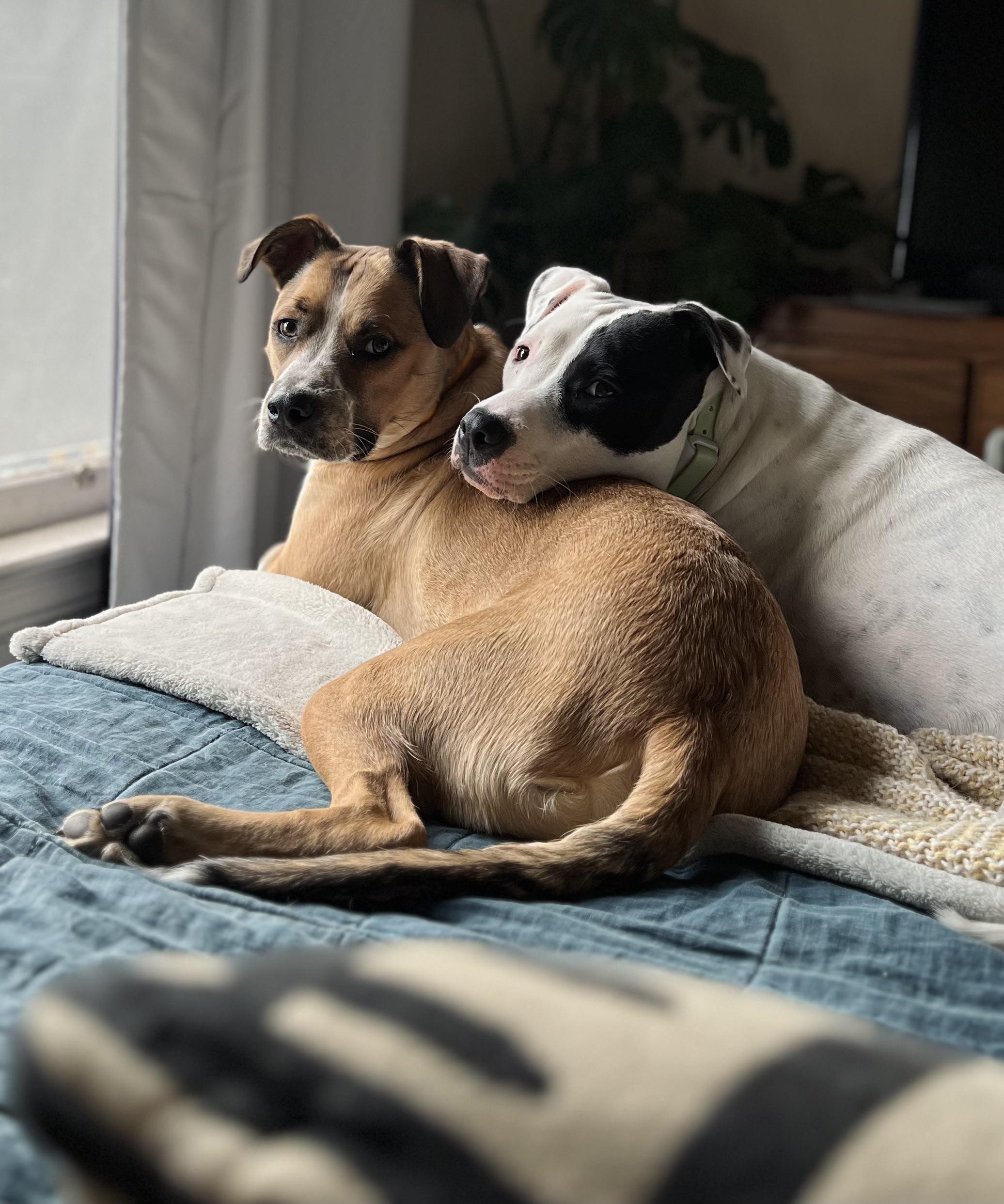 Goku and Bulma (OC) | Scrolller