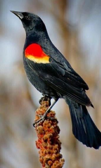 Red Winged Blackbird | Scrolller