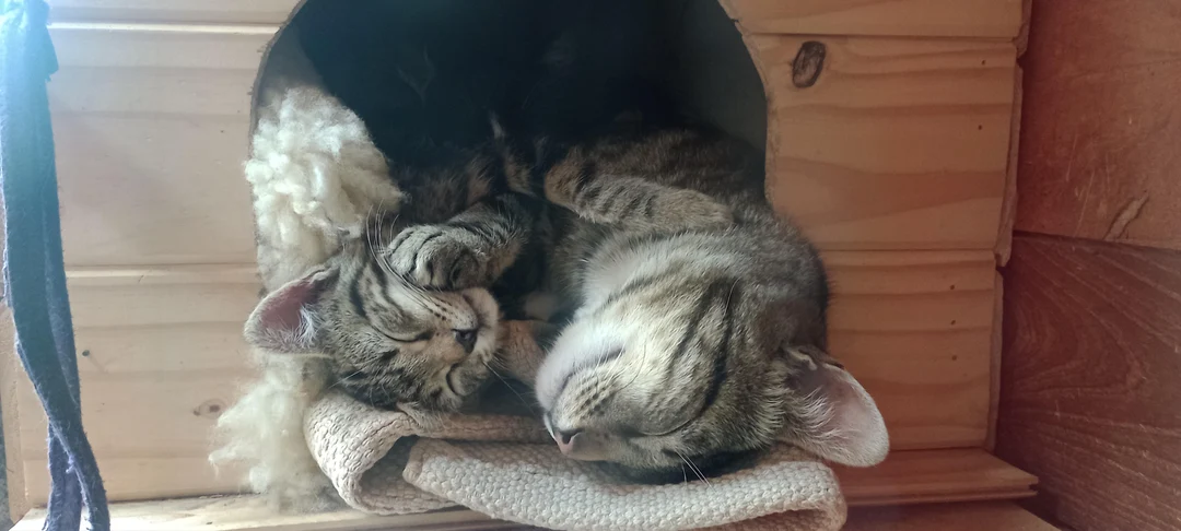 Sleeping with her older brother | Scrolller