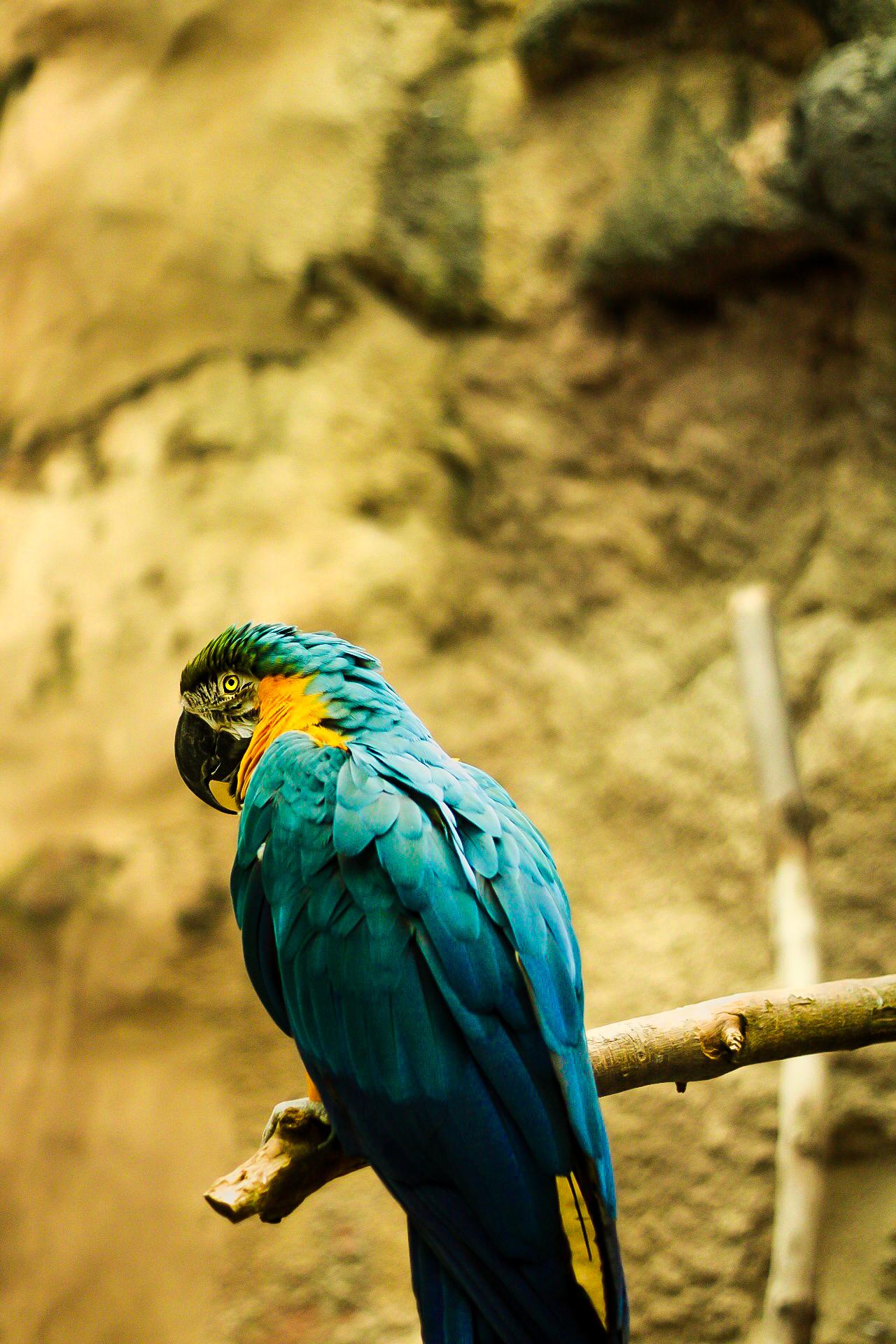 Beautiful macaw! | Scrolller