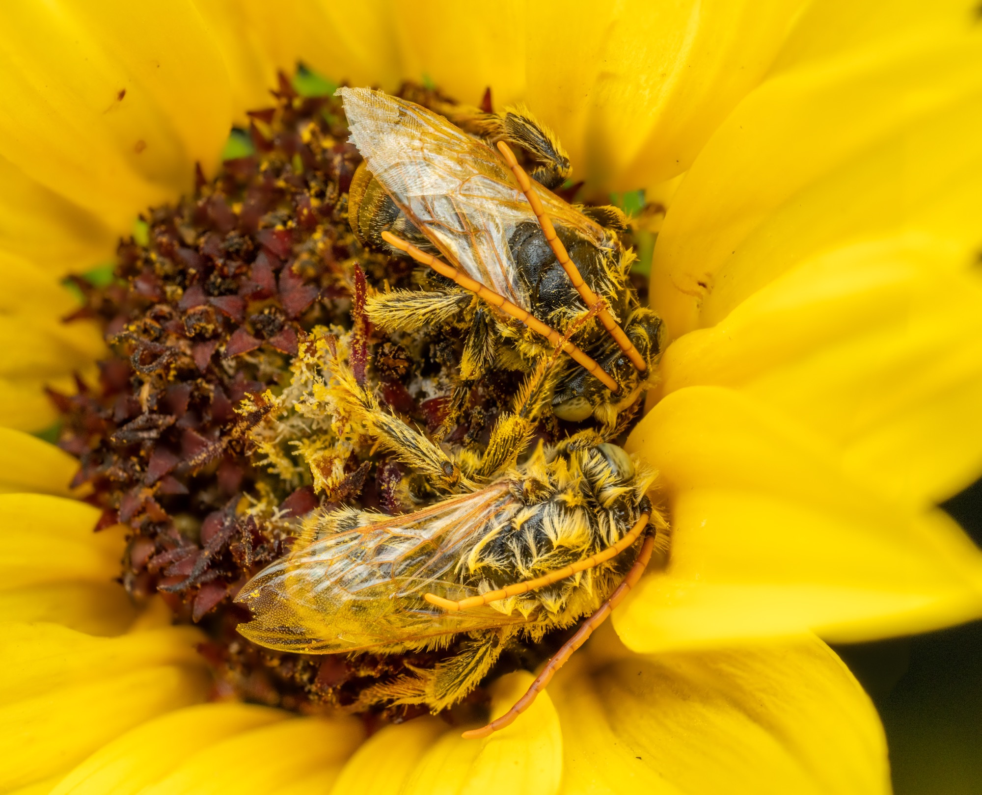 Sleepy Longhorn Bees | Scrolller