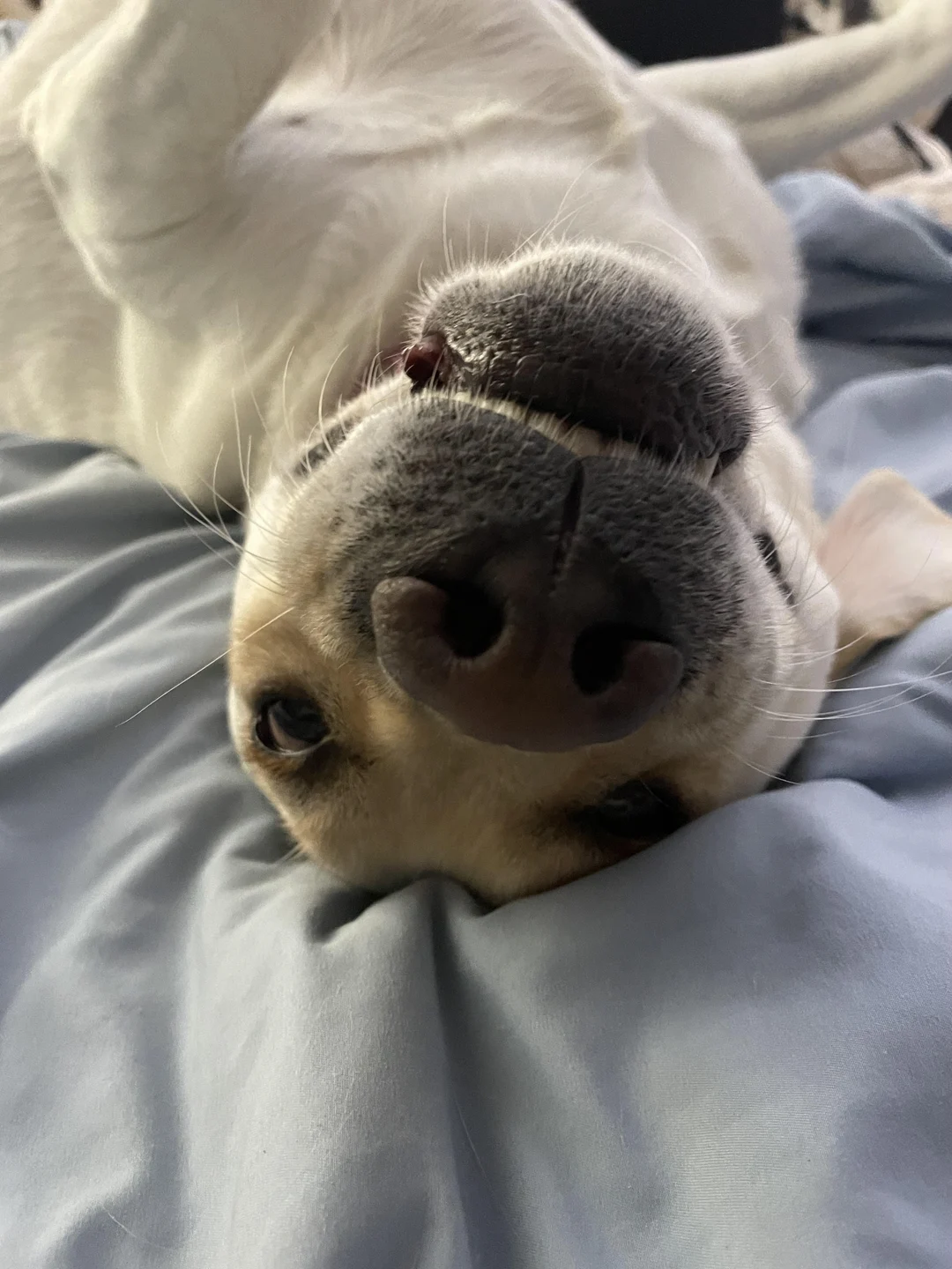 My dog being as derpy as ever. | Scrolller