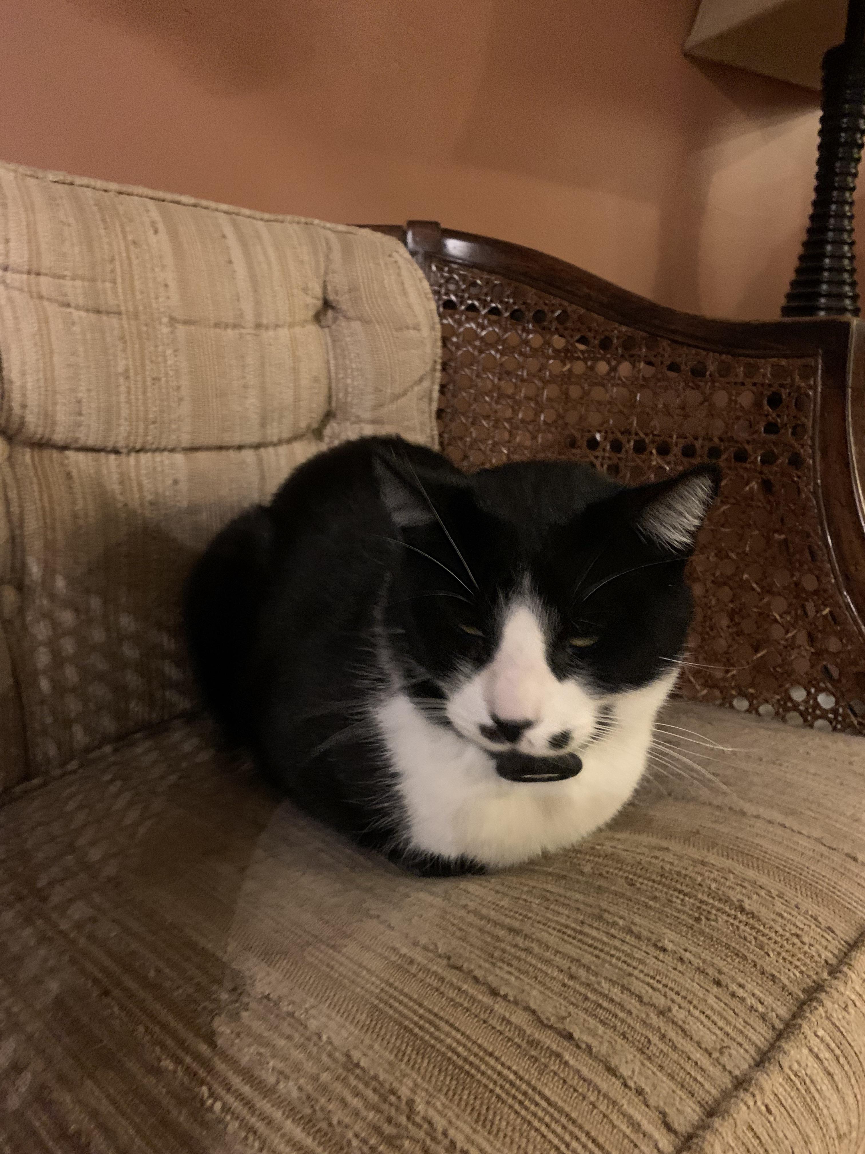 I present Peter: a 10/10 loaf | Scrolller