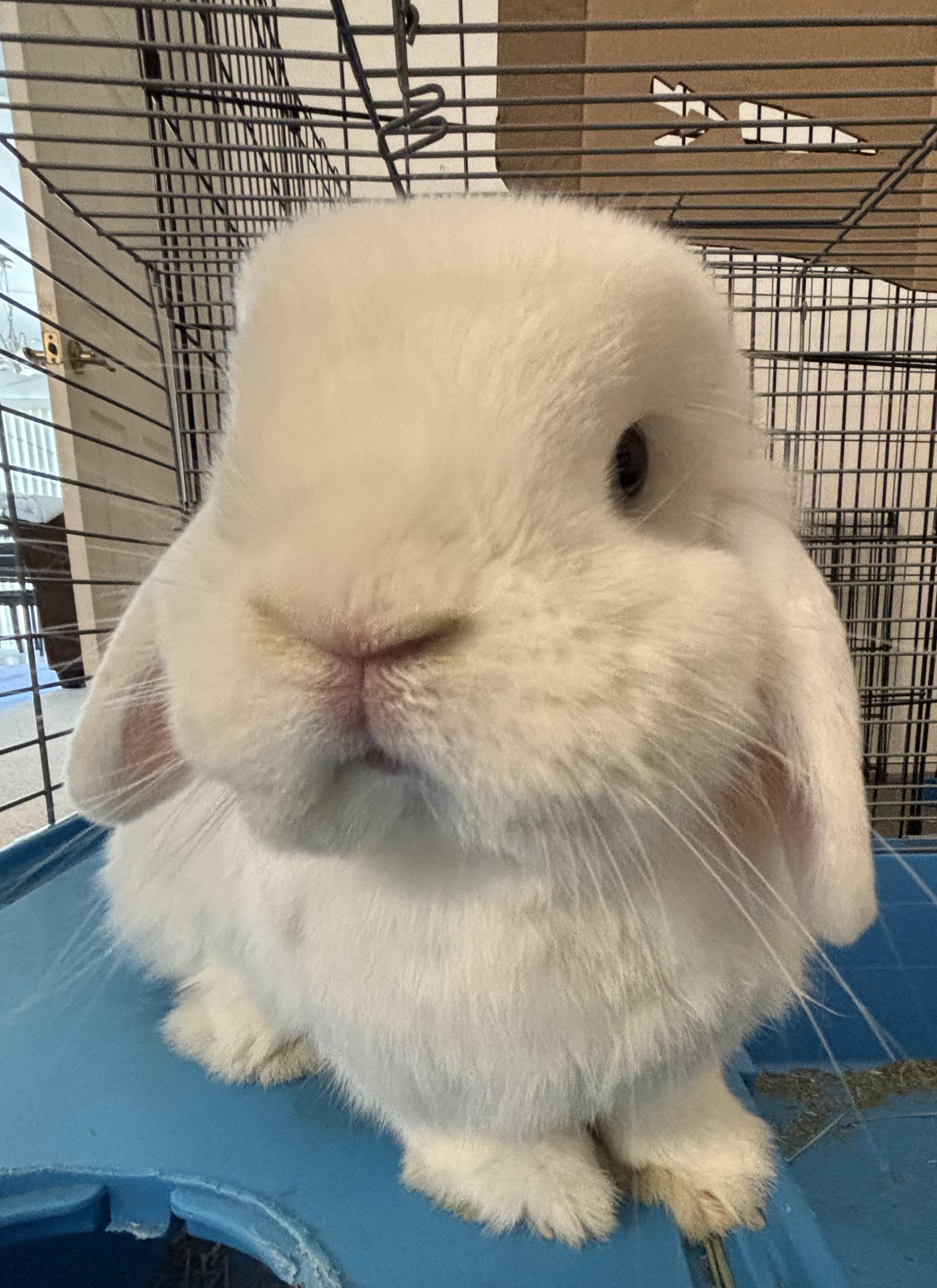 Her fluff is the shape of a cube | Scrolller