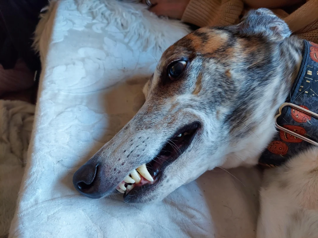 Resting vicious face | Scrolller