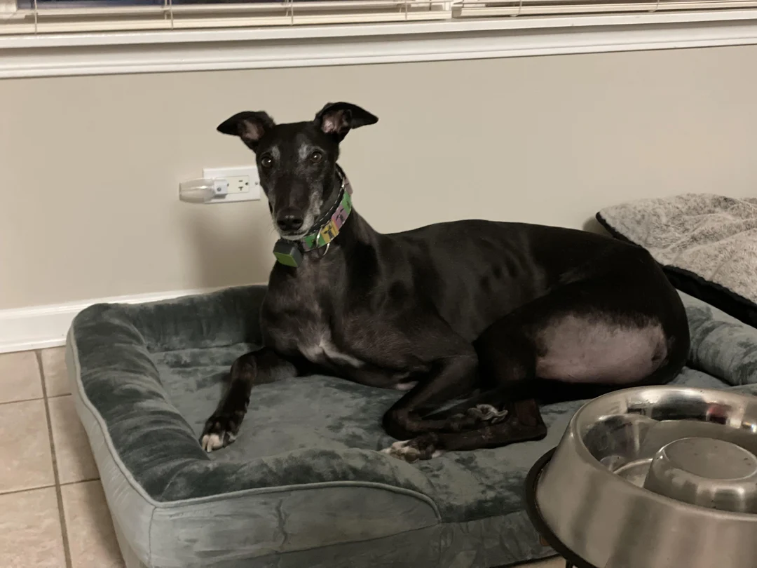 Why food bowl empty?!? | Scrolller