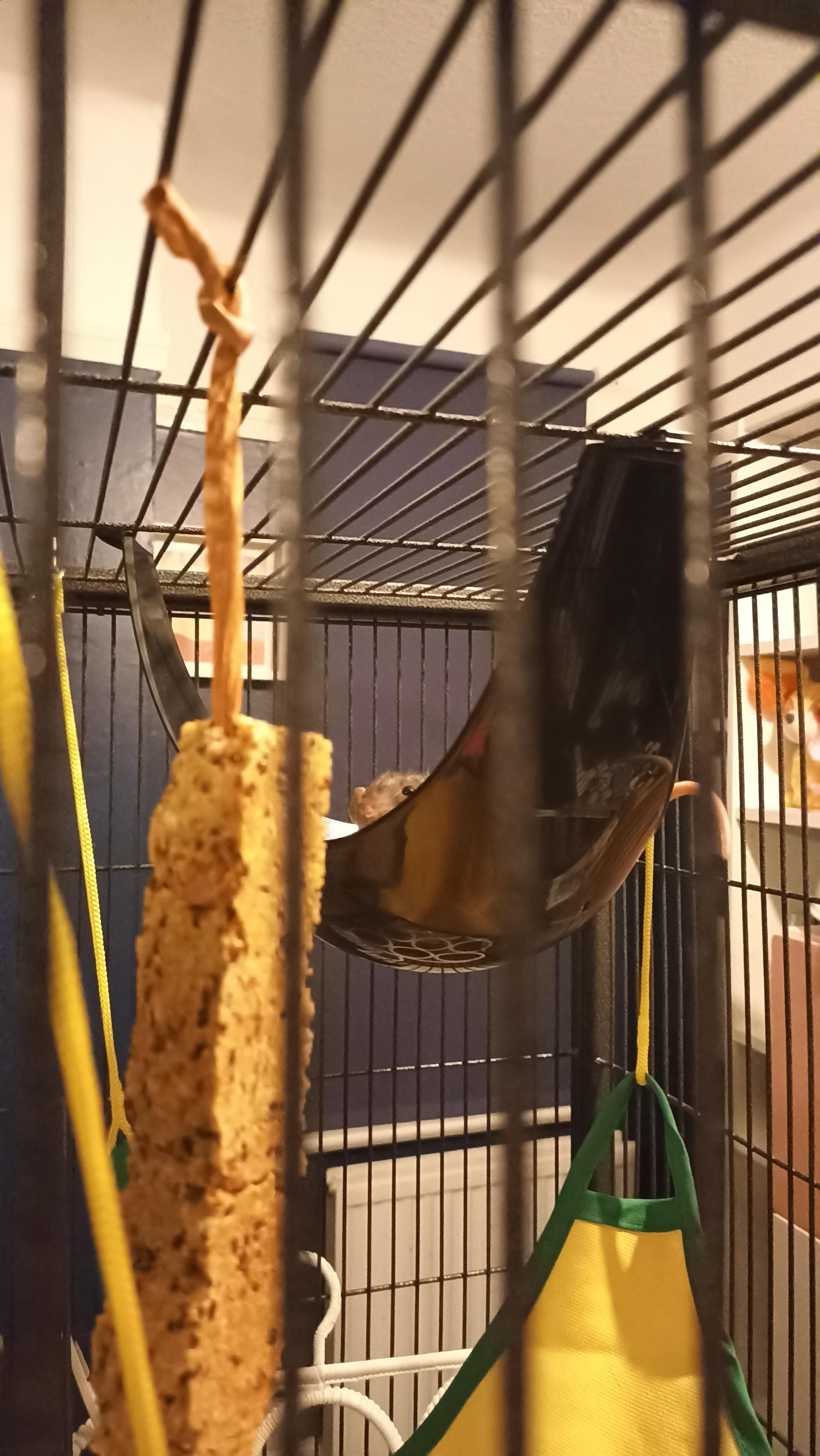 What's she on the lookout for? Wrong answers only | Scrolller