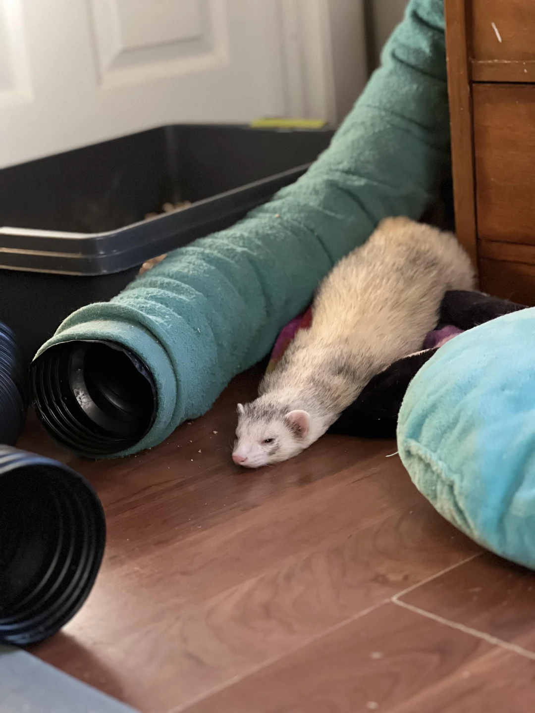 Discover more like Ferrets: I’ll just…have a nap…here, just for one….ZzZzz and Related Content ...