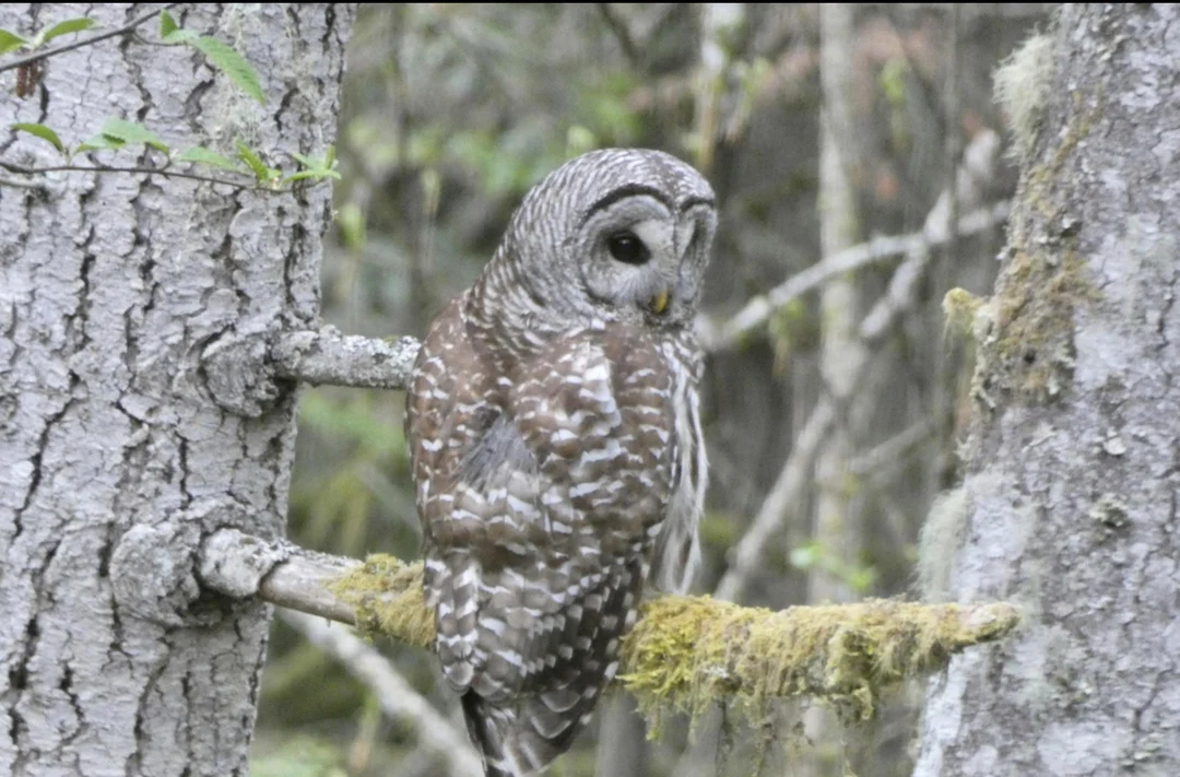 Barred Owl just outside Olympic National Park🦉 | Scrolller