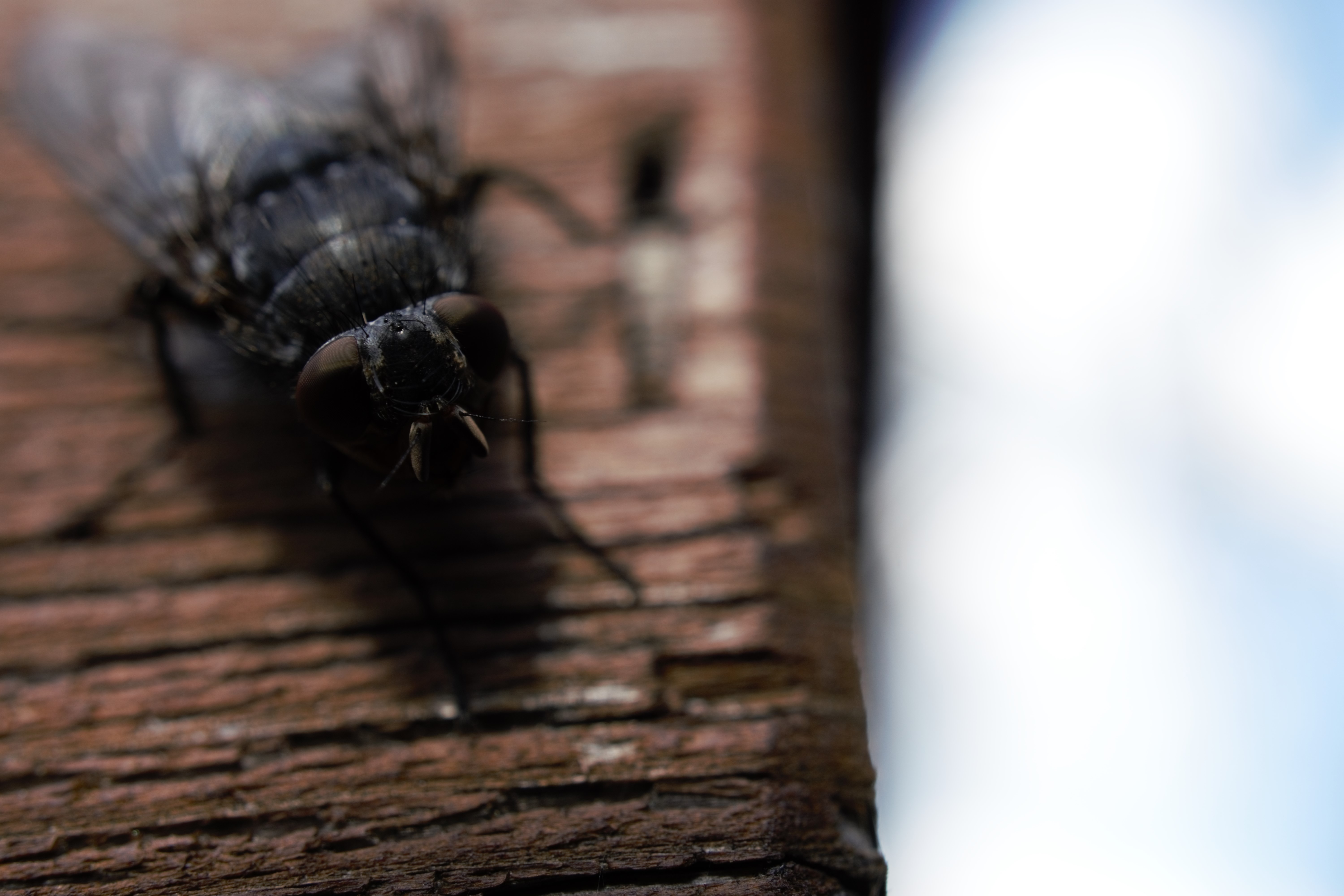 just wanted to share this picture i took, my adobe license expired so i couldn't edit (i'm broke ...