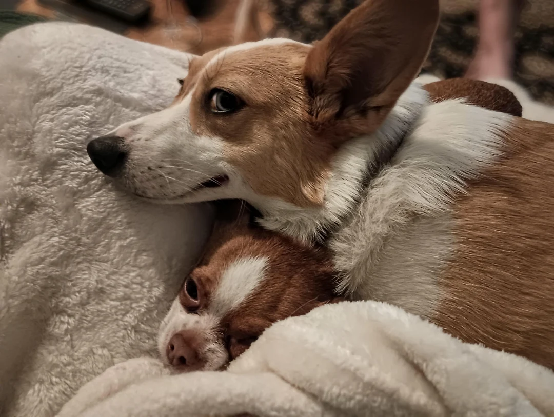 Cashew and Bunny doing a snuggle, on my lap, for a double snuggle. | Scrolller