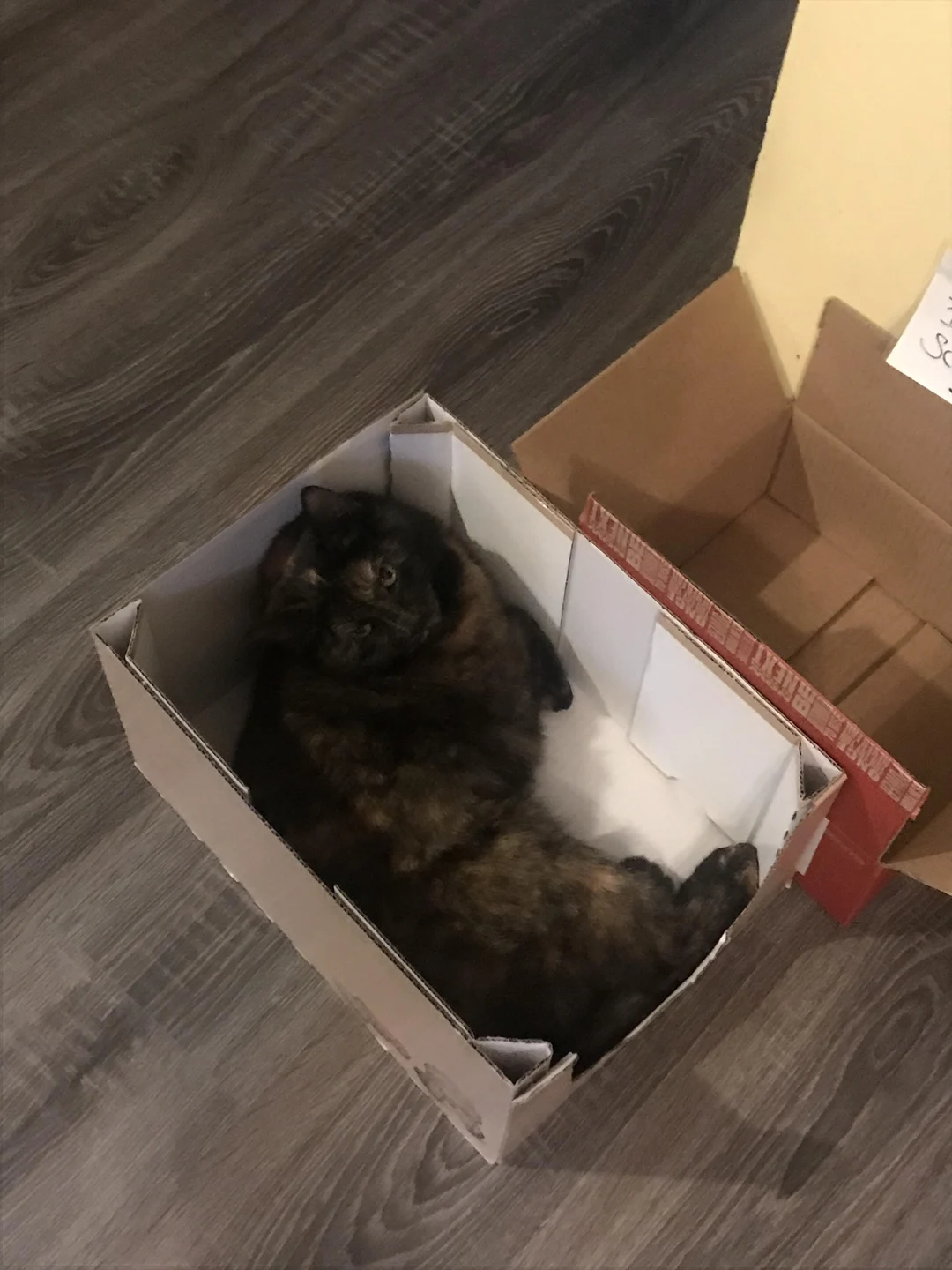 She now chose the other trap - still working. | Scrolller