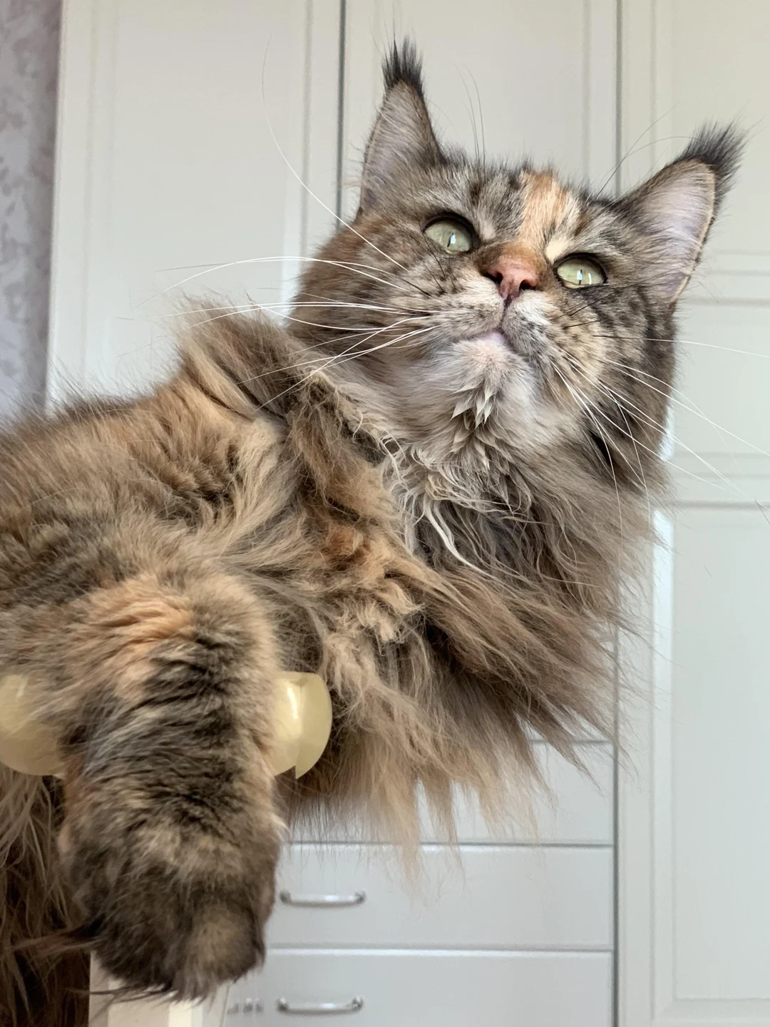 Simba catches the rays of the sun | Scrolller