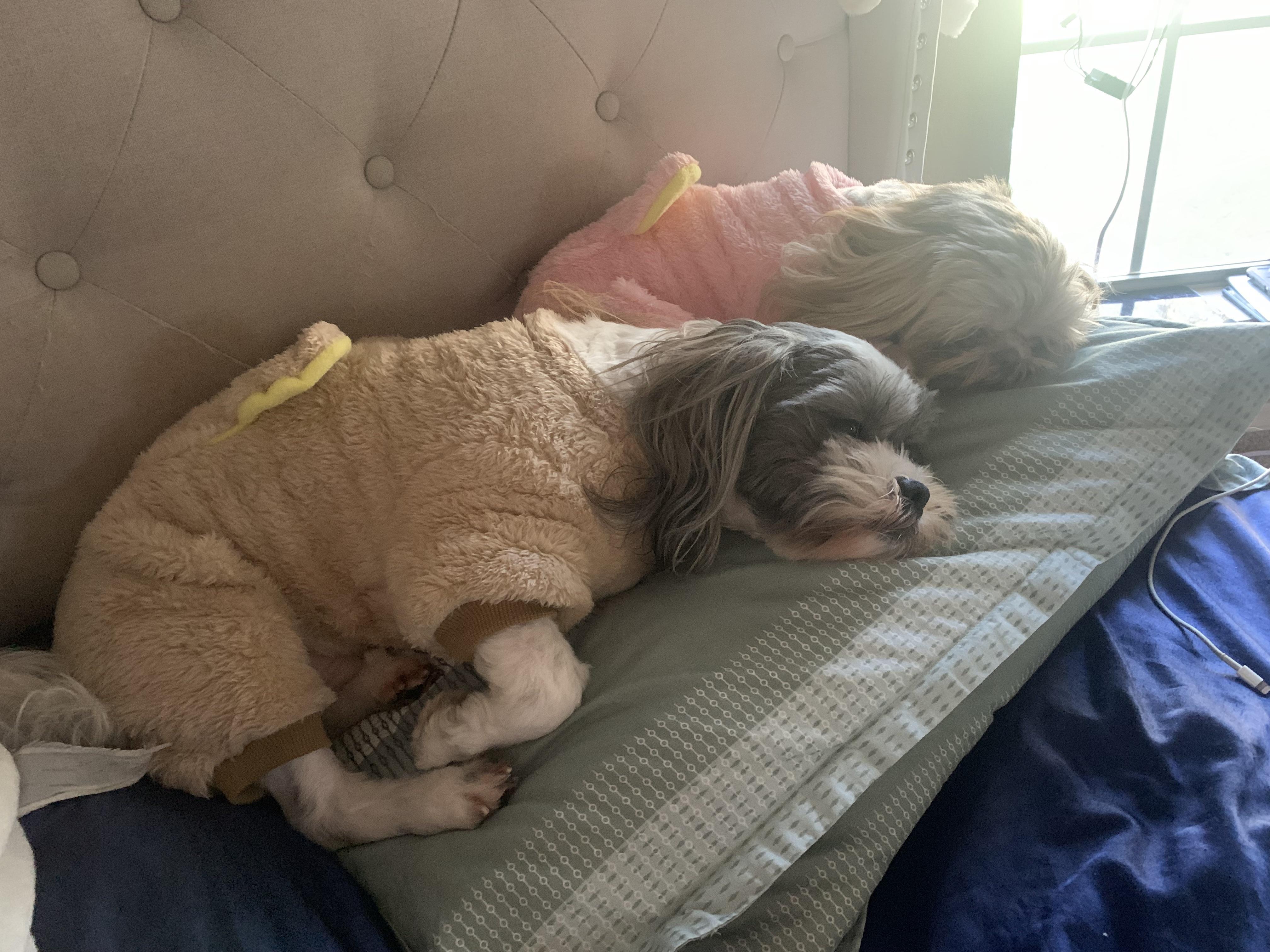 Rare moment of quiet and sibling peace | Scrolller