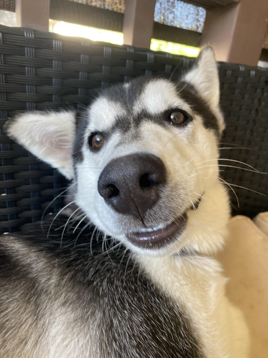 Happy pup | Scrolller