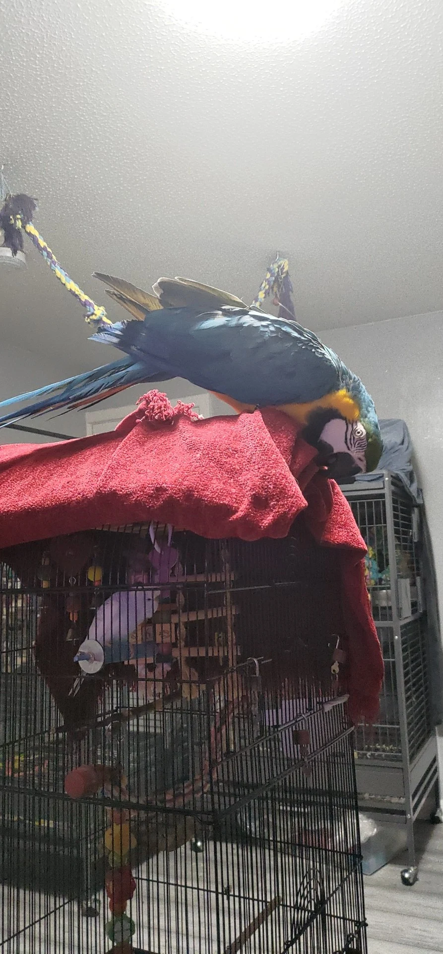 "Mother, wtf is this thing?!" - Houdini & Vinny. | Scrolller