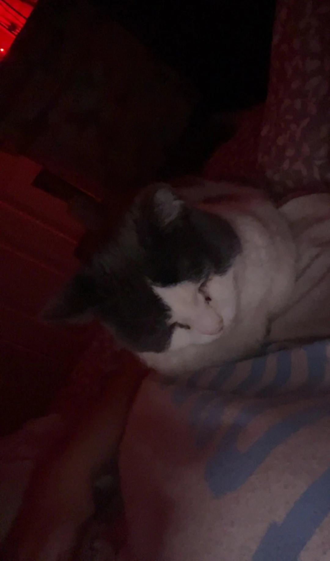 Loafs on my chest before bed! Love snuggles with my senior kitty | Scrolller